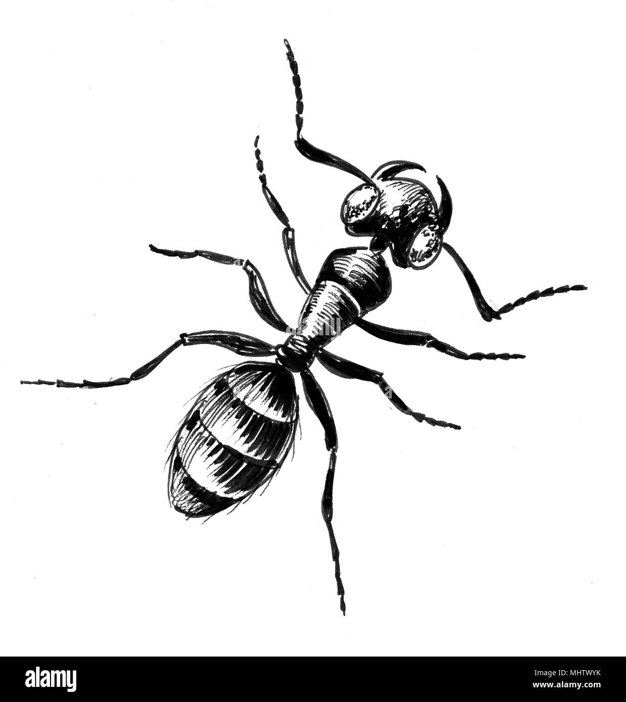 Ant insect. Ink black and white illustration Stock Photo - Alamy