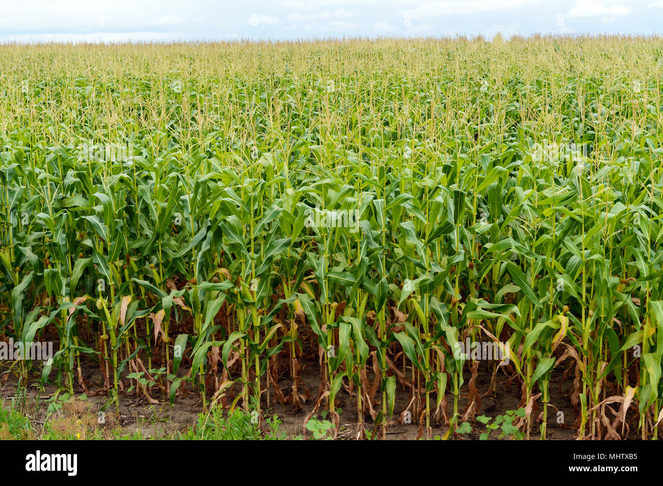 Endless corn field hi-res stock photography and images - Alamy