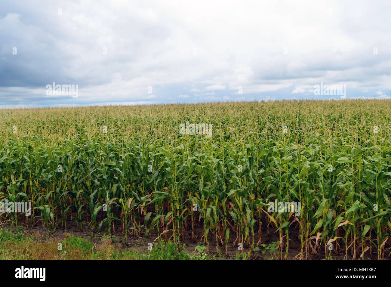 Endless corn field hi-res stock photography and images - Alamy
