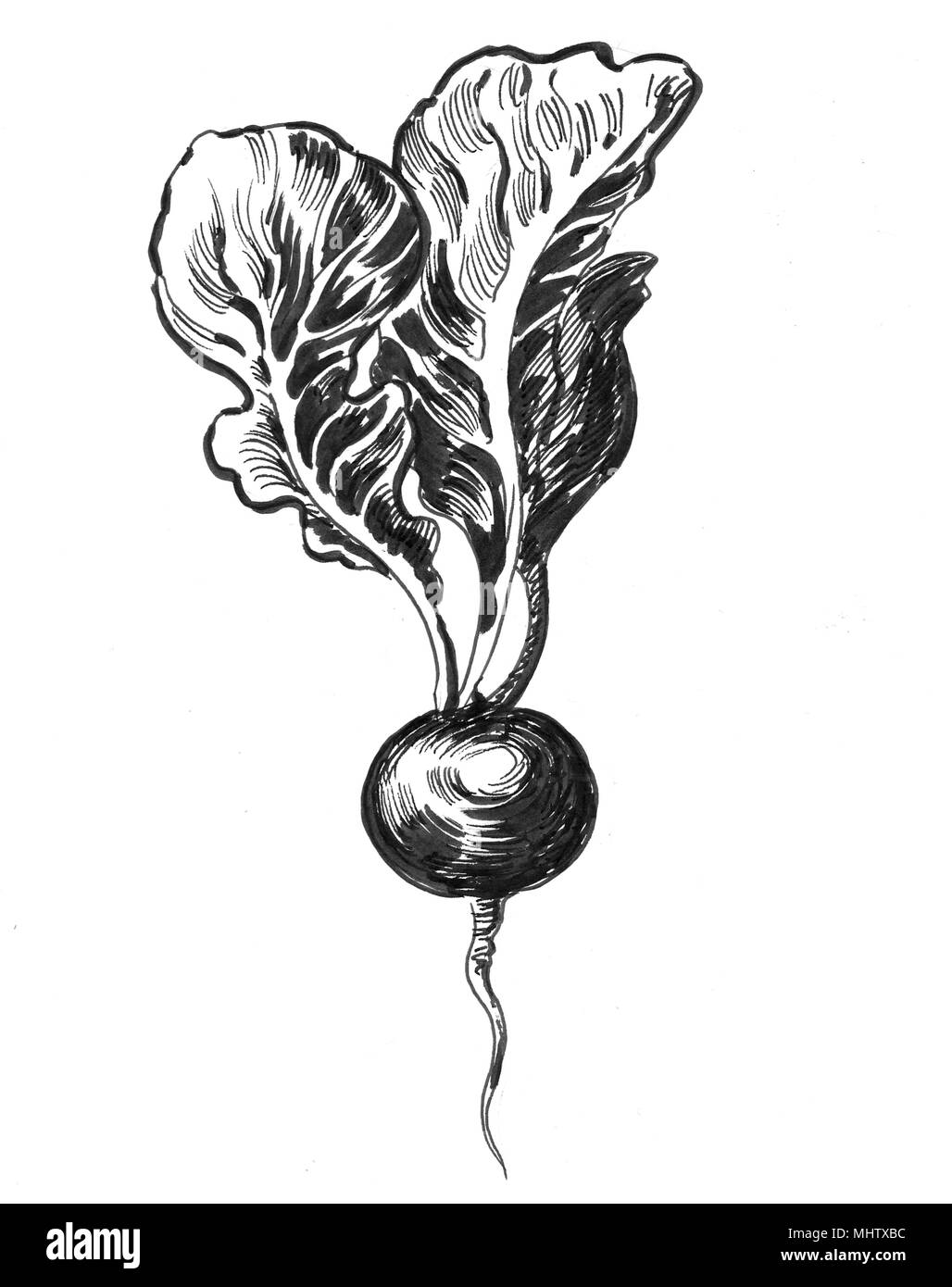 Beet vegetable. Ink black and white illustration Stock Photo - Alamy