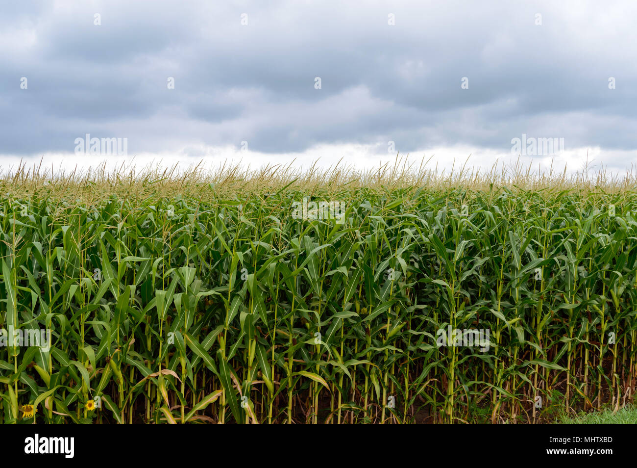 Thick endlessly green field of high corn. Gray storm clouds before the ...