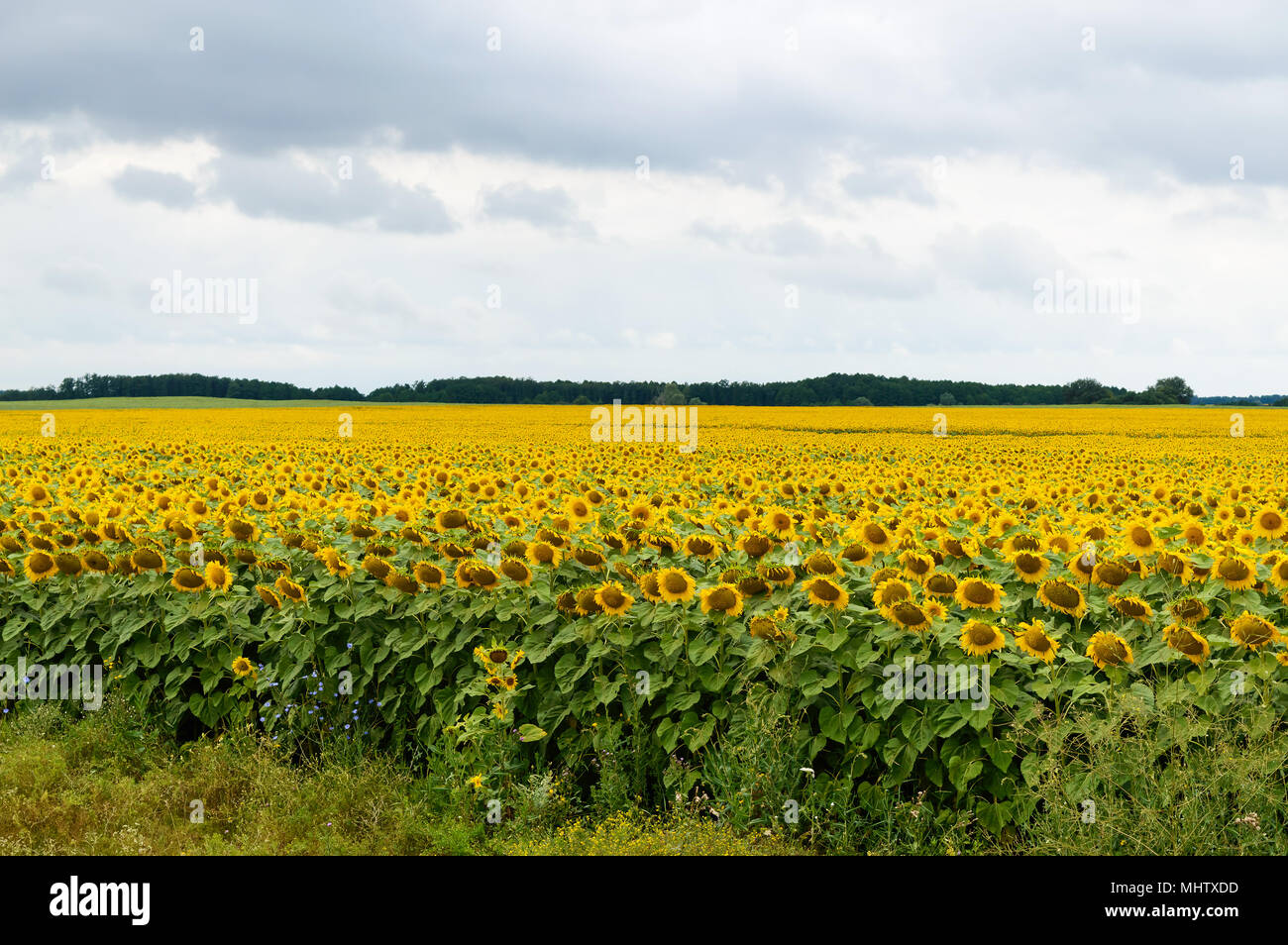 Wide yellow field of sunflowers Stock Photo - Alamy