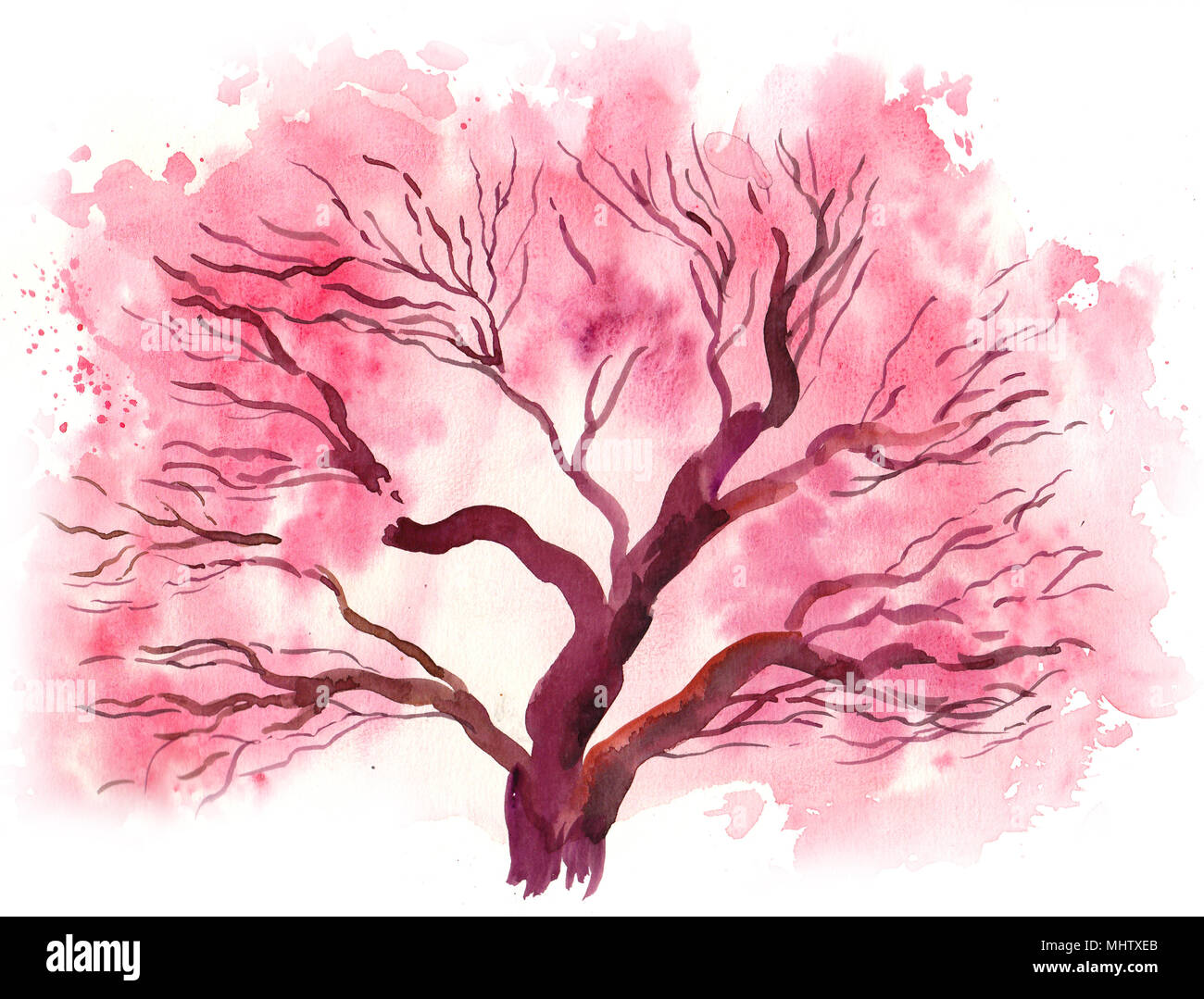 Blossoming cherry tree. Watercolor painting Stock Photo - Alamy