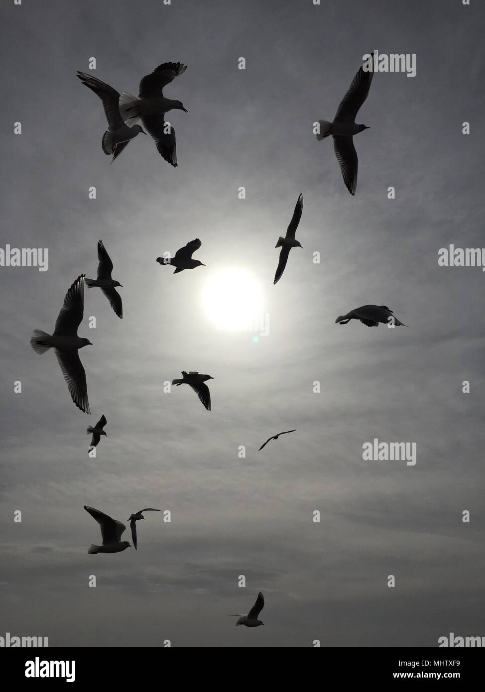 Birds flying in the bright sunny sky Stock Photo - Alamy