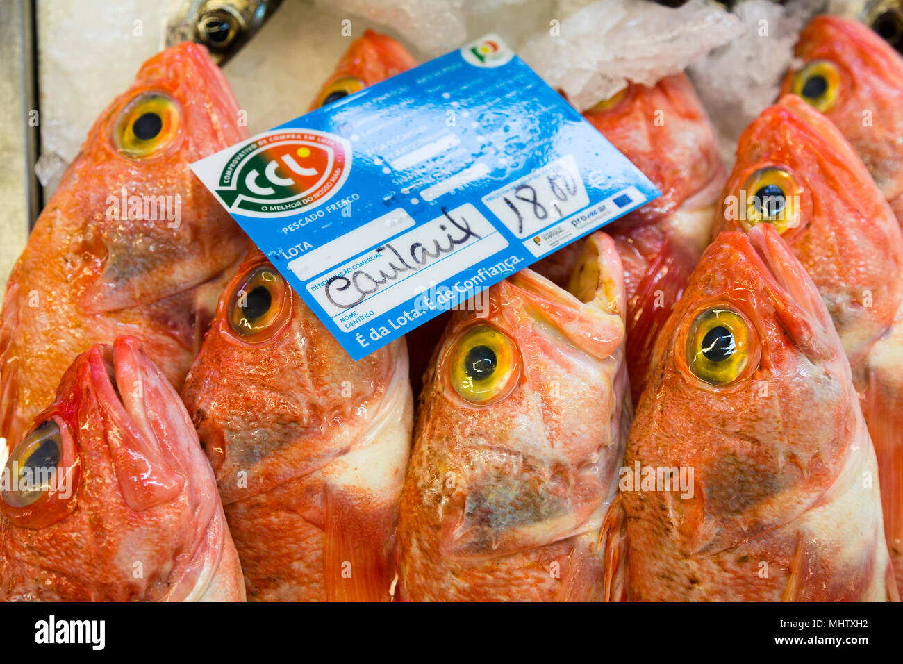 Blackbelly rosefish helicolenus dactylopterus known hi-res stock ...