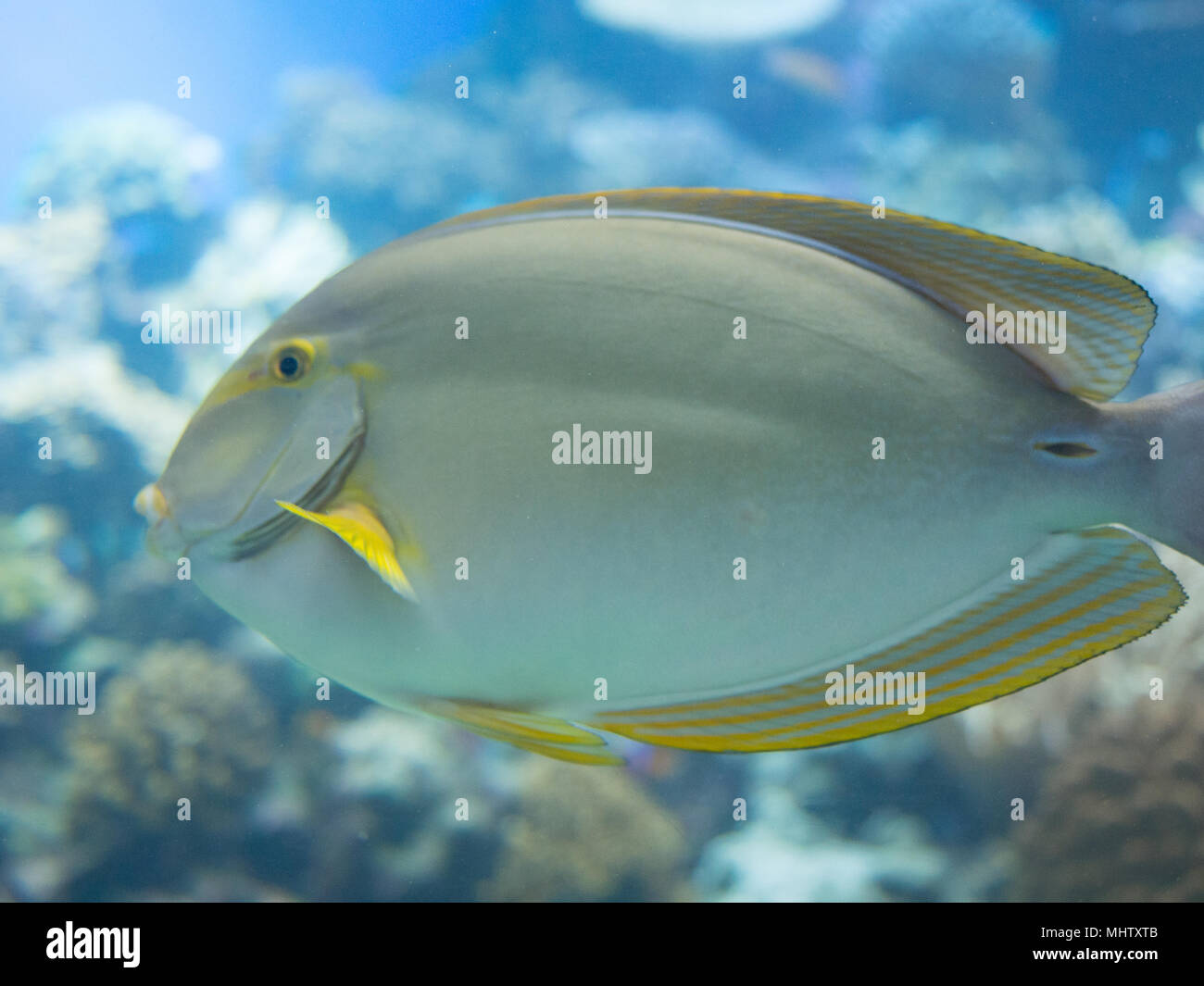 Colourful fish hi-res stock photography and images - Alamy