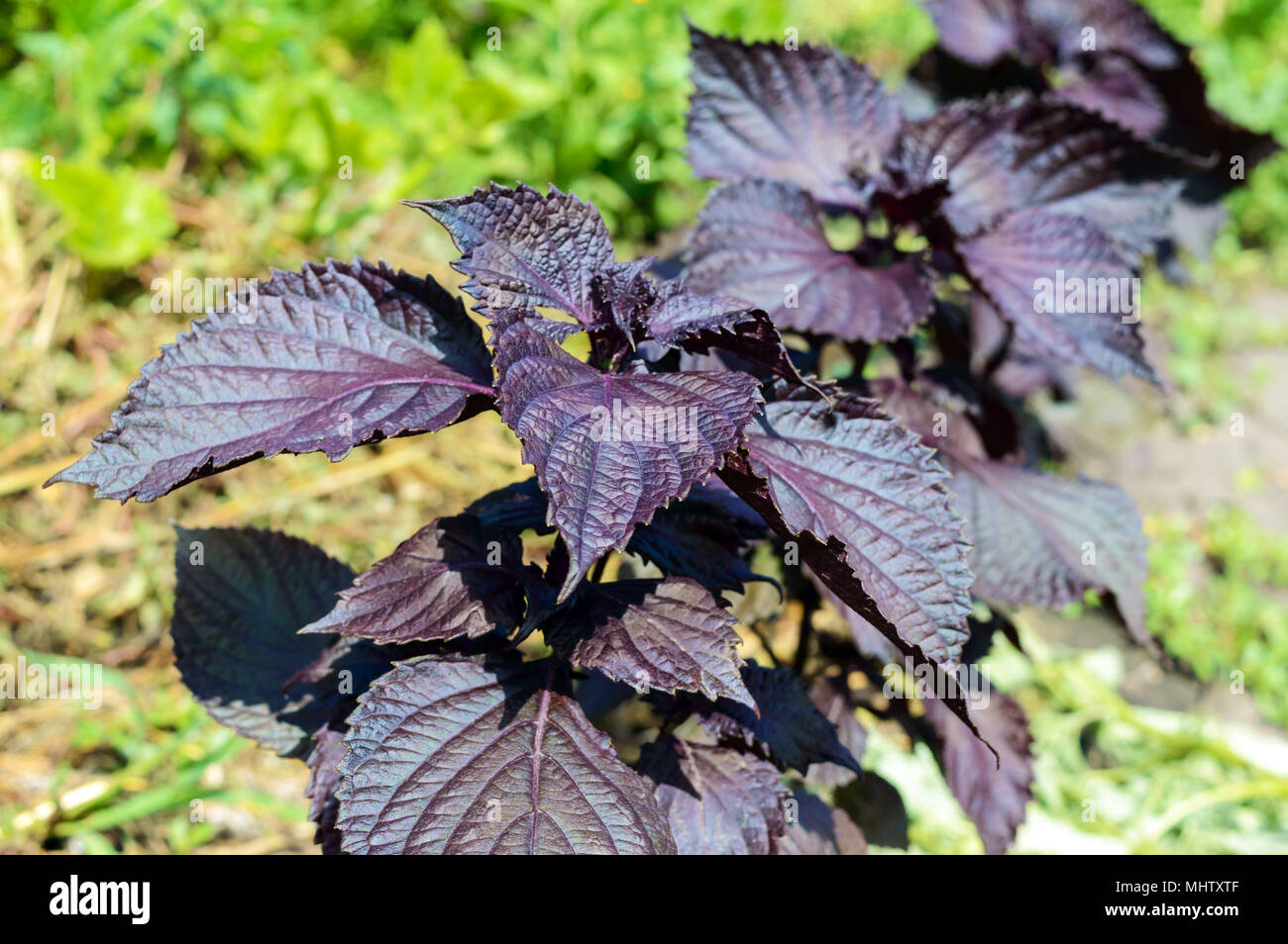 Fresh perilla hi-res stock photography and images - Alamy