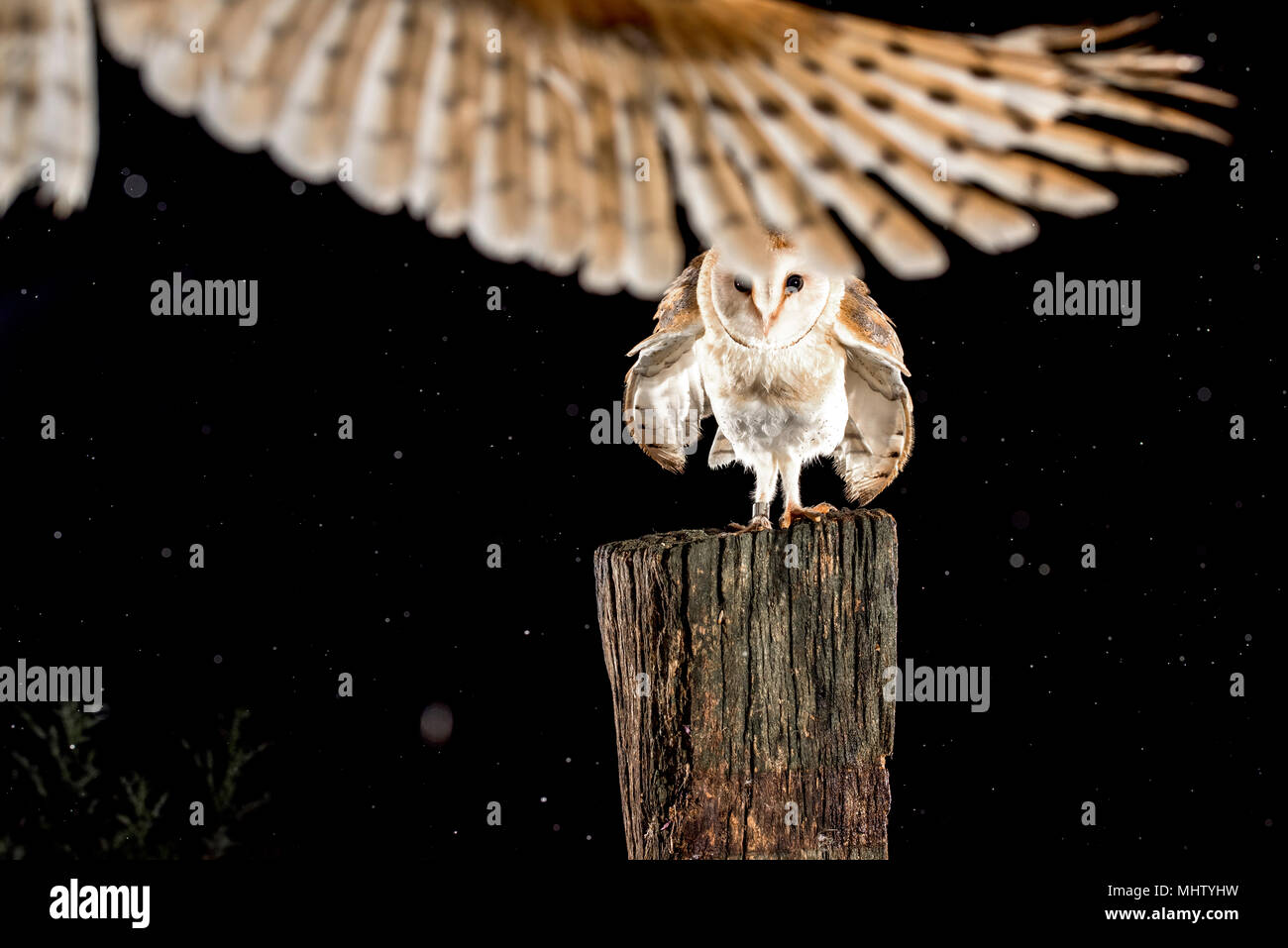 Rainy night owl hi-res stock photography and images - Alamy