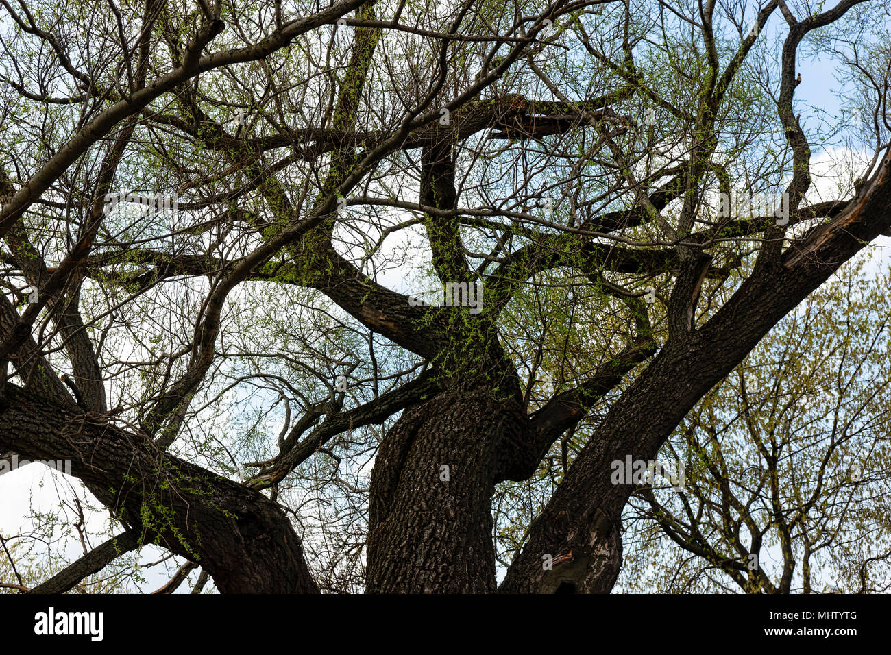 Curved tree trunk with leaves hi-res stock photography and images - Alamy