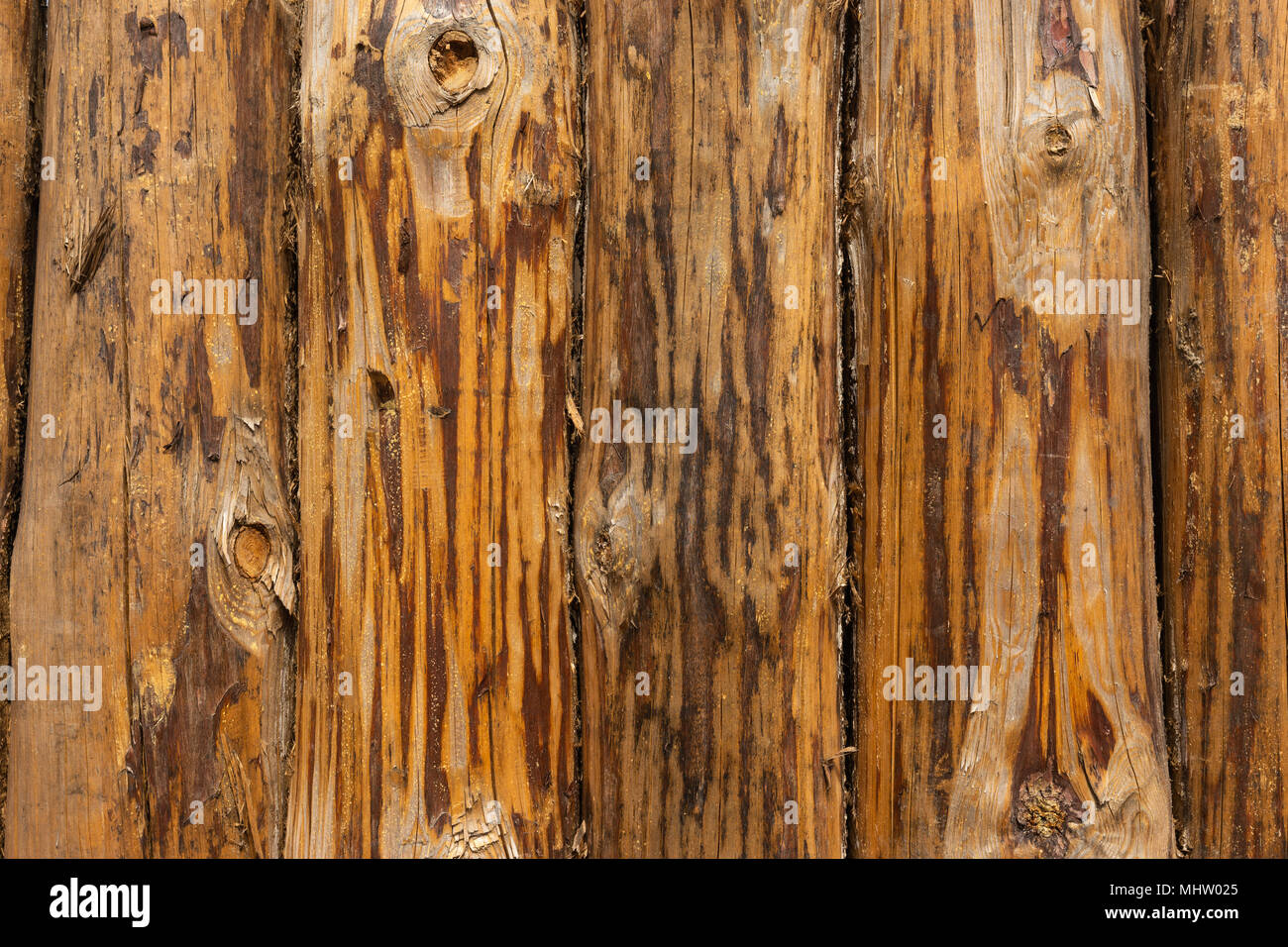 Grunge ancient wooden wall of debarked pine tree trunks. Rough knotted ...