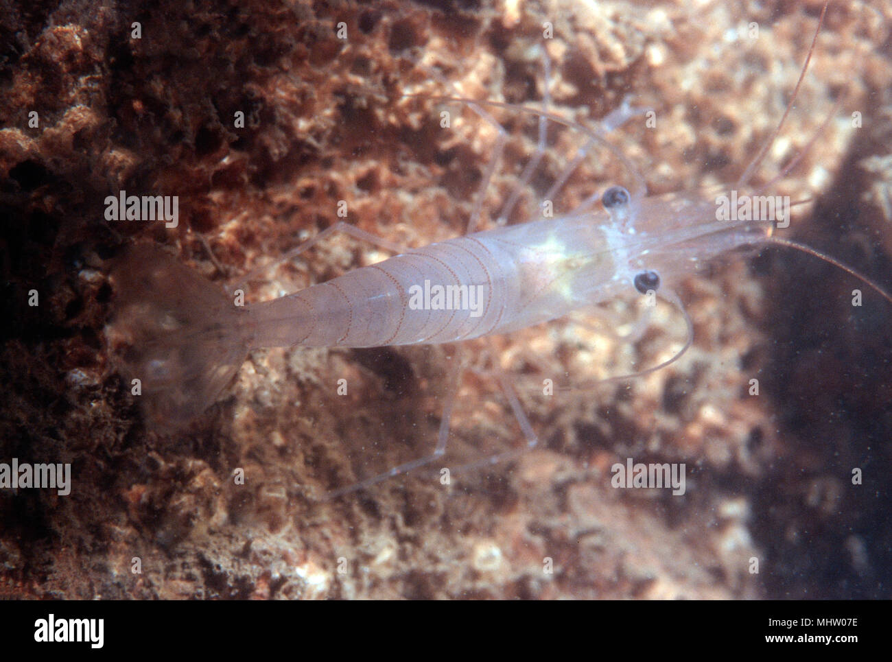 Wildlife on rocky surface hi-res stock photography and images - Alamy