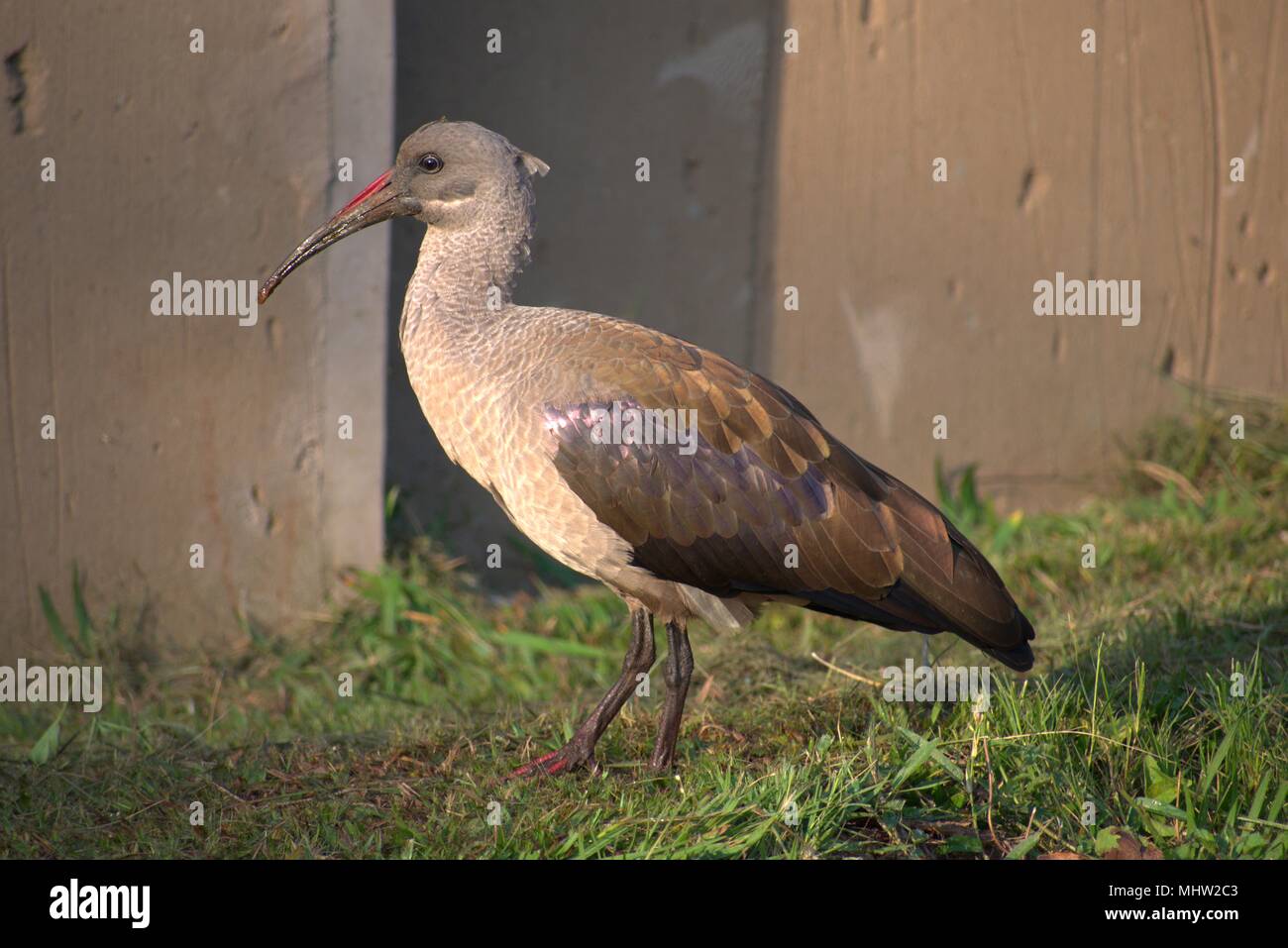 Bird: Hadeda Ibis Stock Photo - Alamy