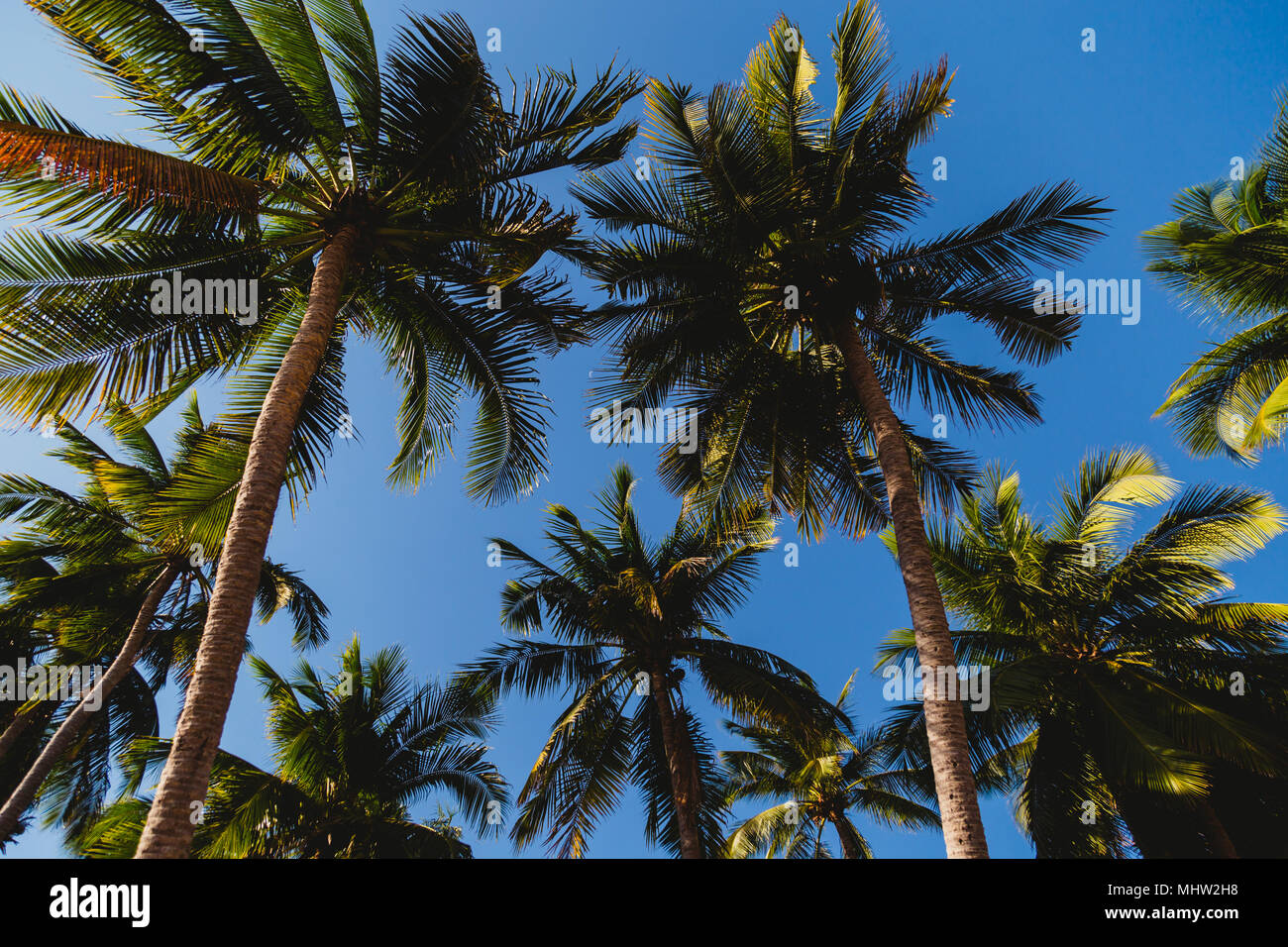 Coconut trees stretch into the sea, Vietnam, Mui Ne Stock Photo - Alamy