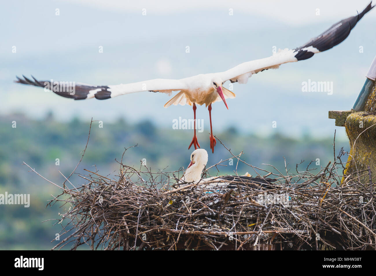 White stork landing hi-res stock photography and images - Alamy