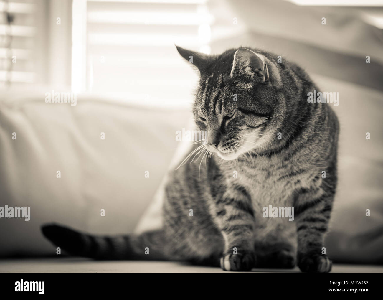 Gorgeous george hi-res stock photography and images - Alamy