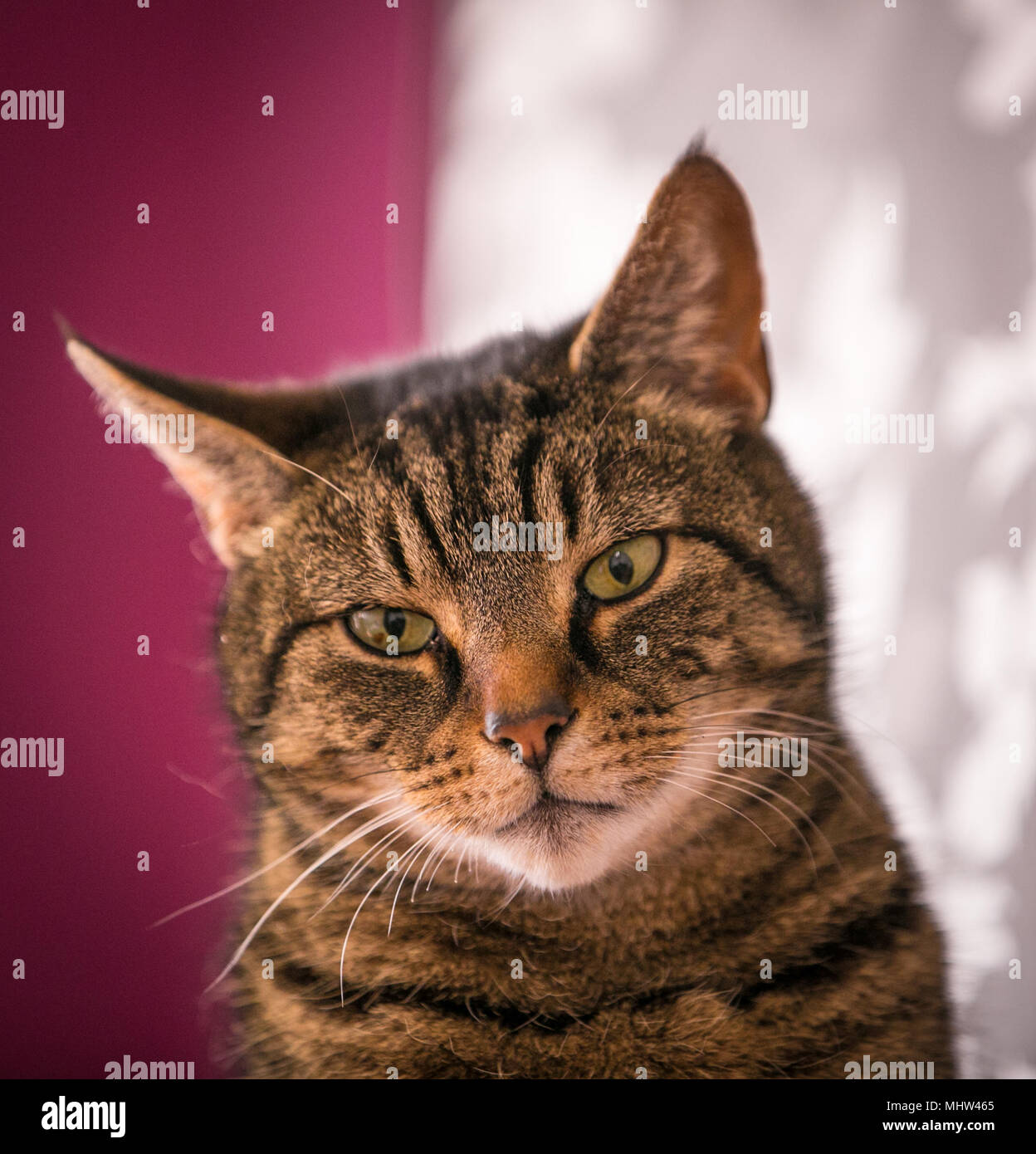 Gorgeous george hi-res stock photography and images - Alamy