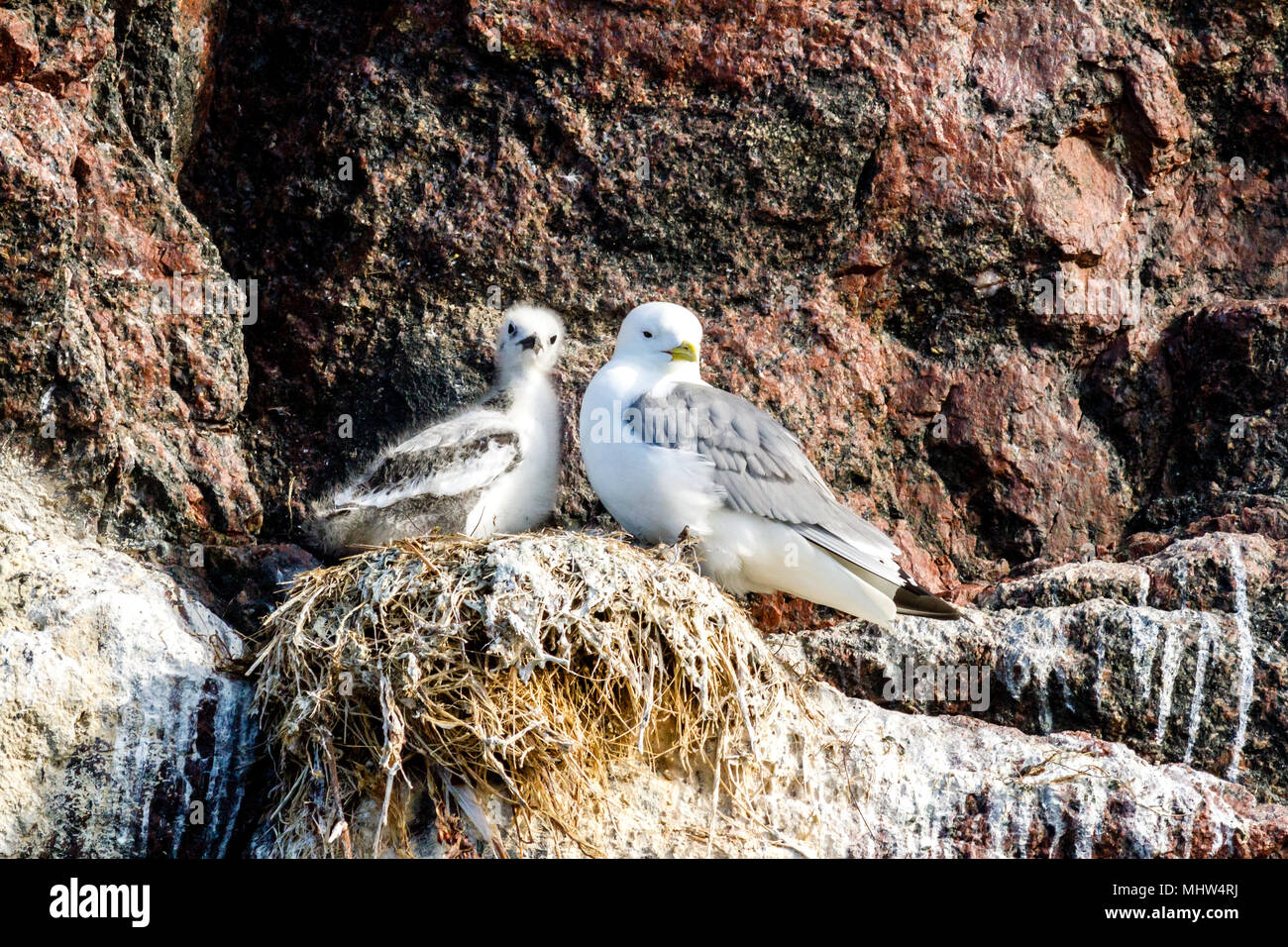 Colony of seagulls, habitat of birds and its chicks Barents sea, Arctic ...