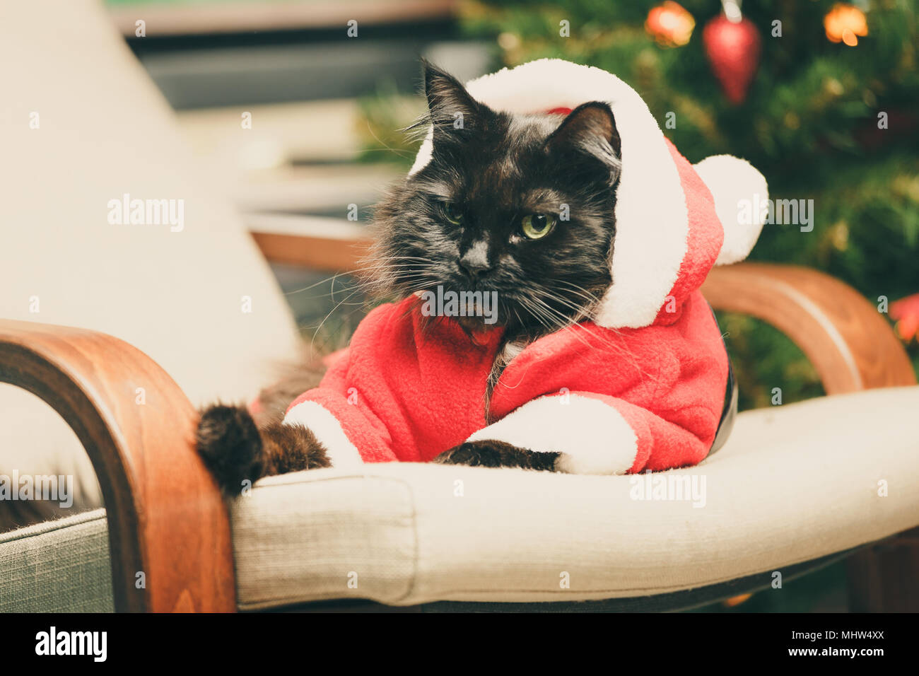 Festive portrait of black cat in Santa Claus costume Stock Photo - Alamy