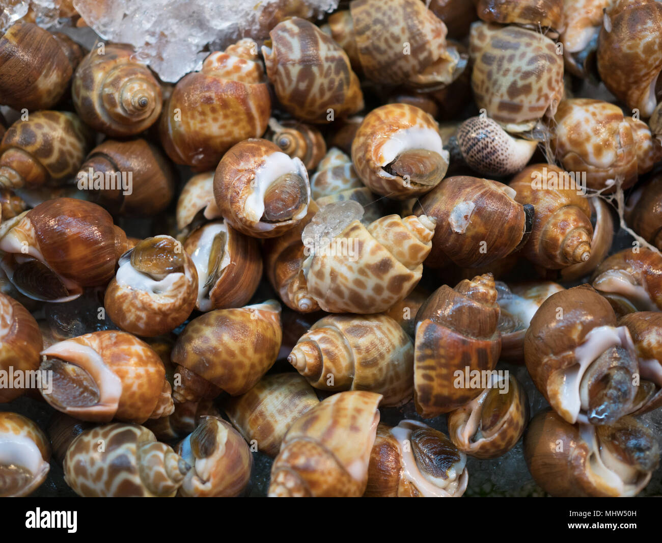 Street shop with fresh snails Stock Photo - Alamy