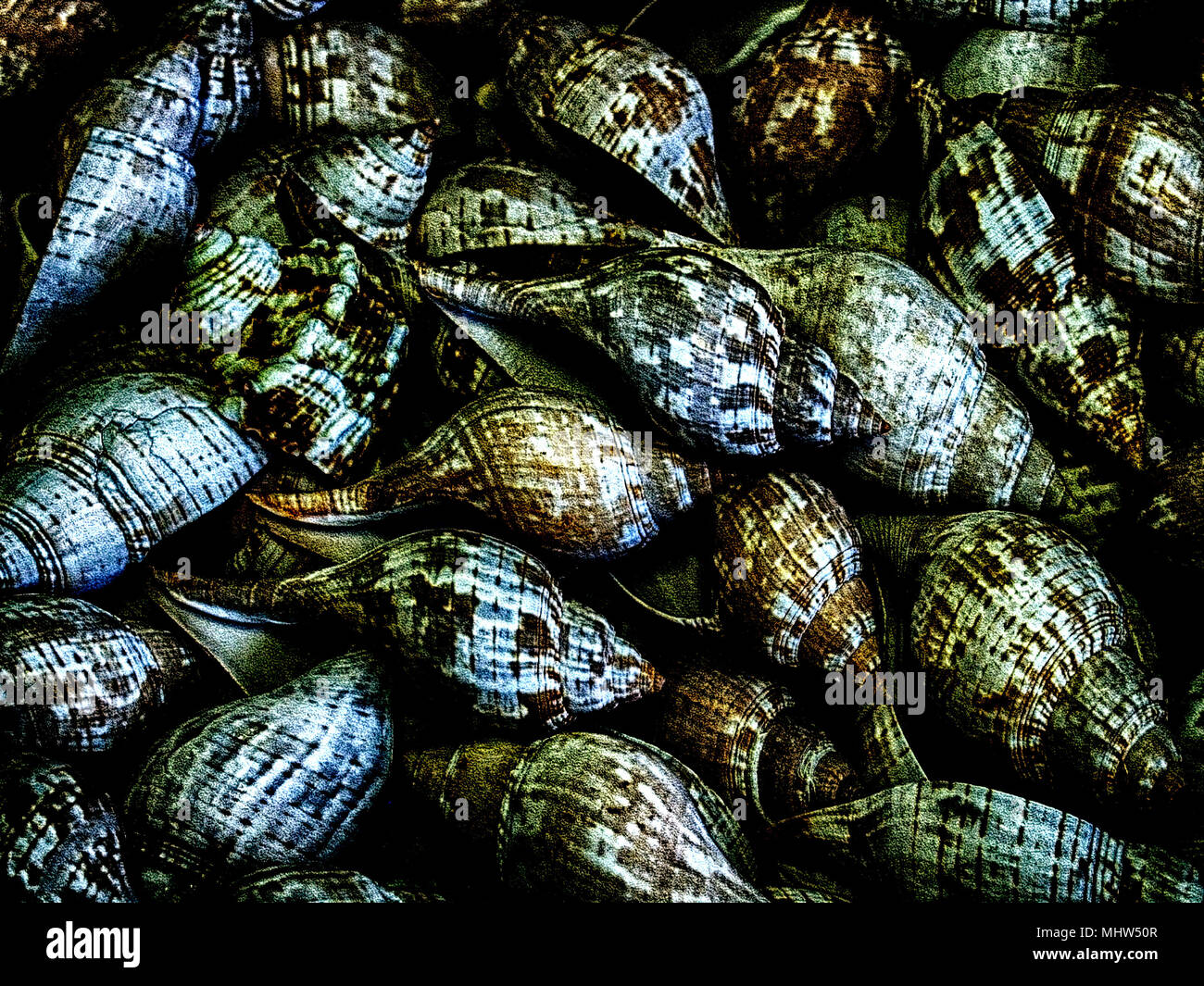 Bunch of cerith shells Stock Photo - Alamy