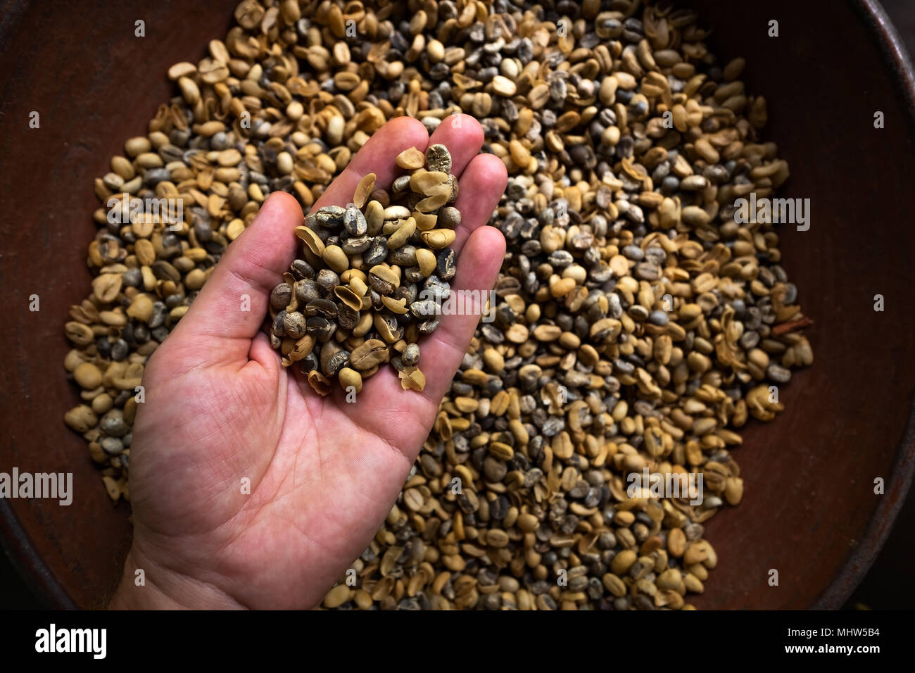 Hand with coffe beans. Showing most expensive luwak coffee Stock Photo ...