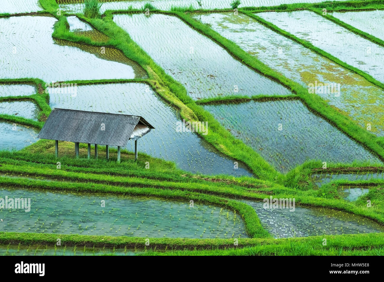 Rice farming on the island of bali hi-res stock photography and images ...