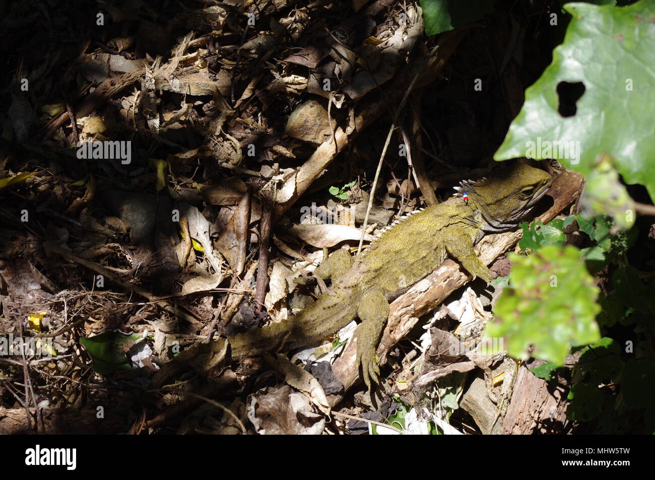 New zealand lizard hi-res stock photography and images - Alamy