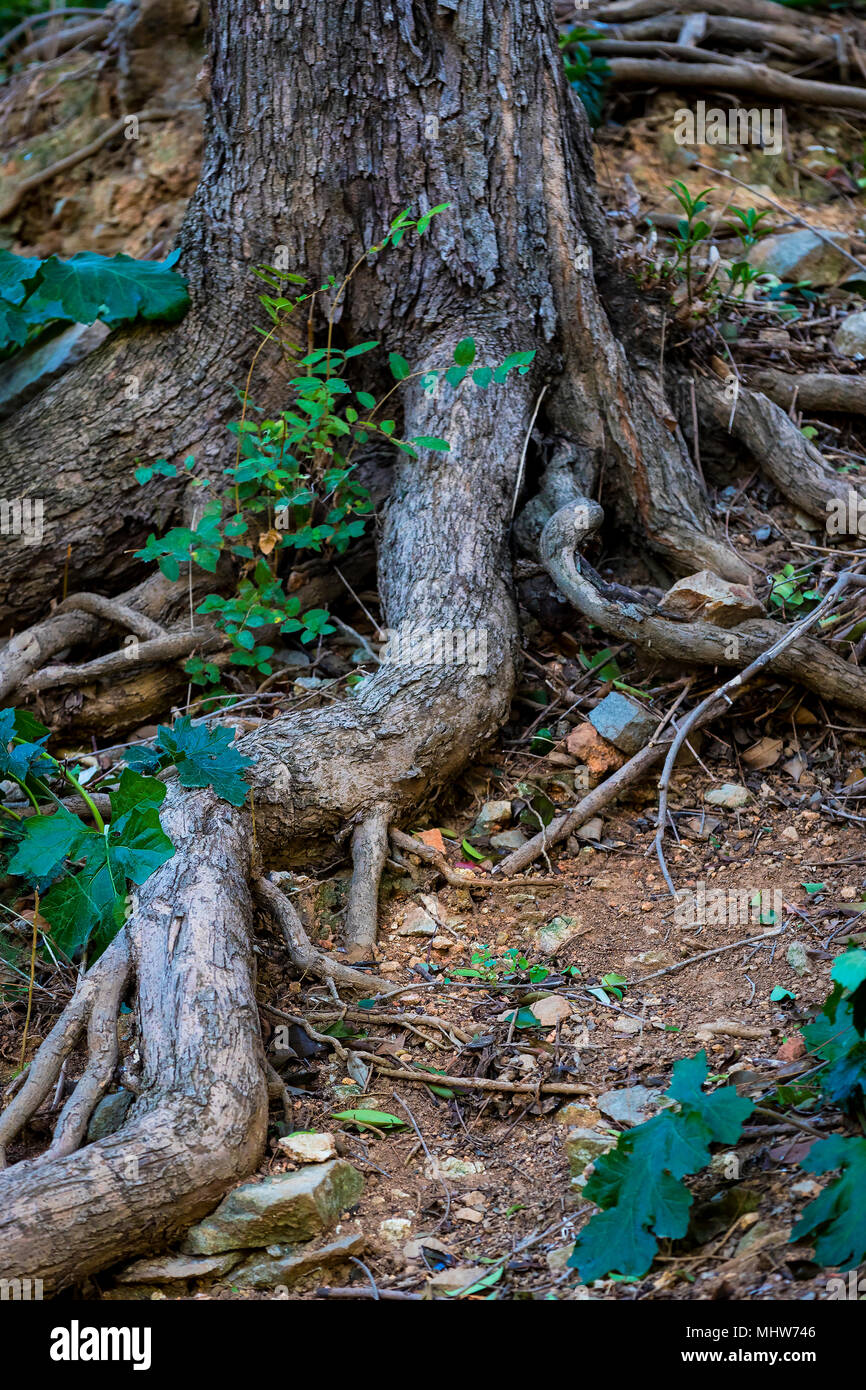 Weaving the root of a tree against a stone background Stock Photo - Alamy