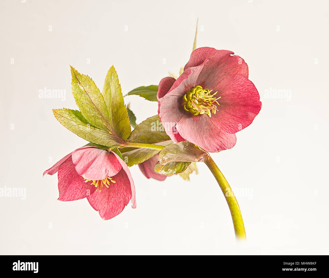 Yellow spring flowers of lenten rose hi-res stock photography and ...