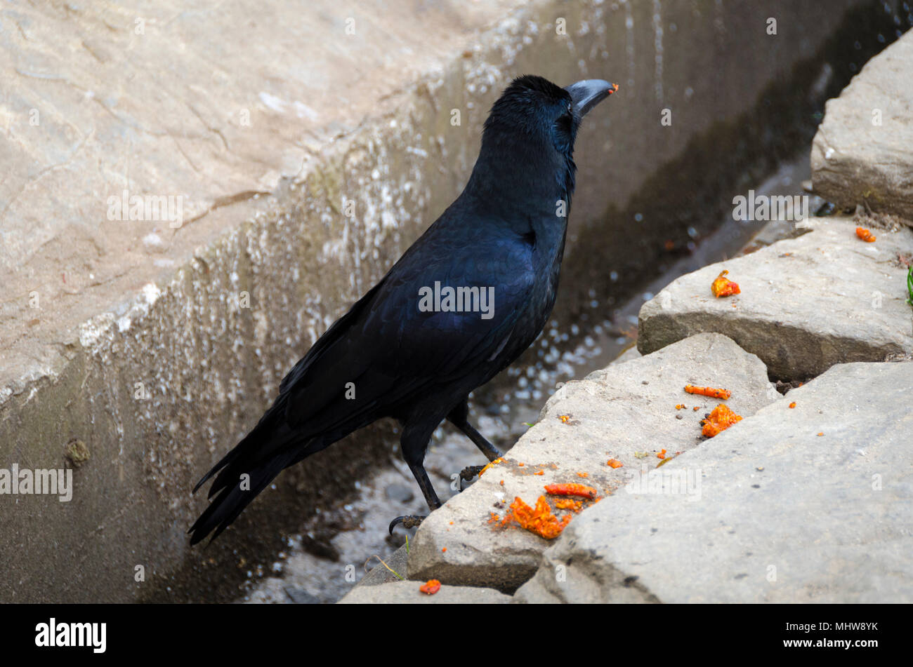 Crow feeding temple hi-res stock photography and images - Alamy