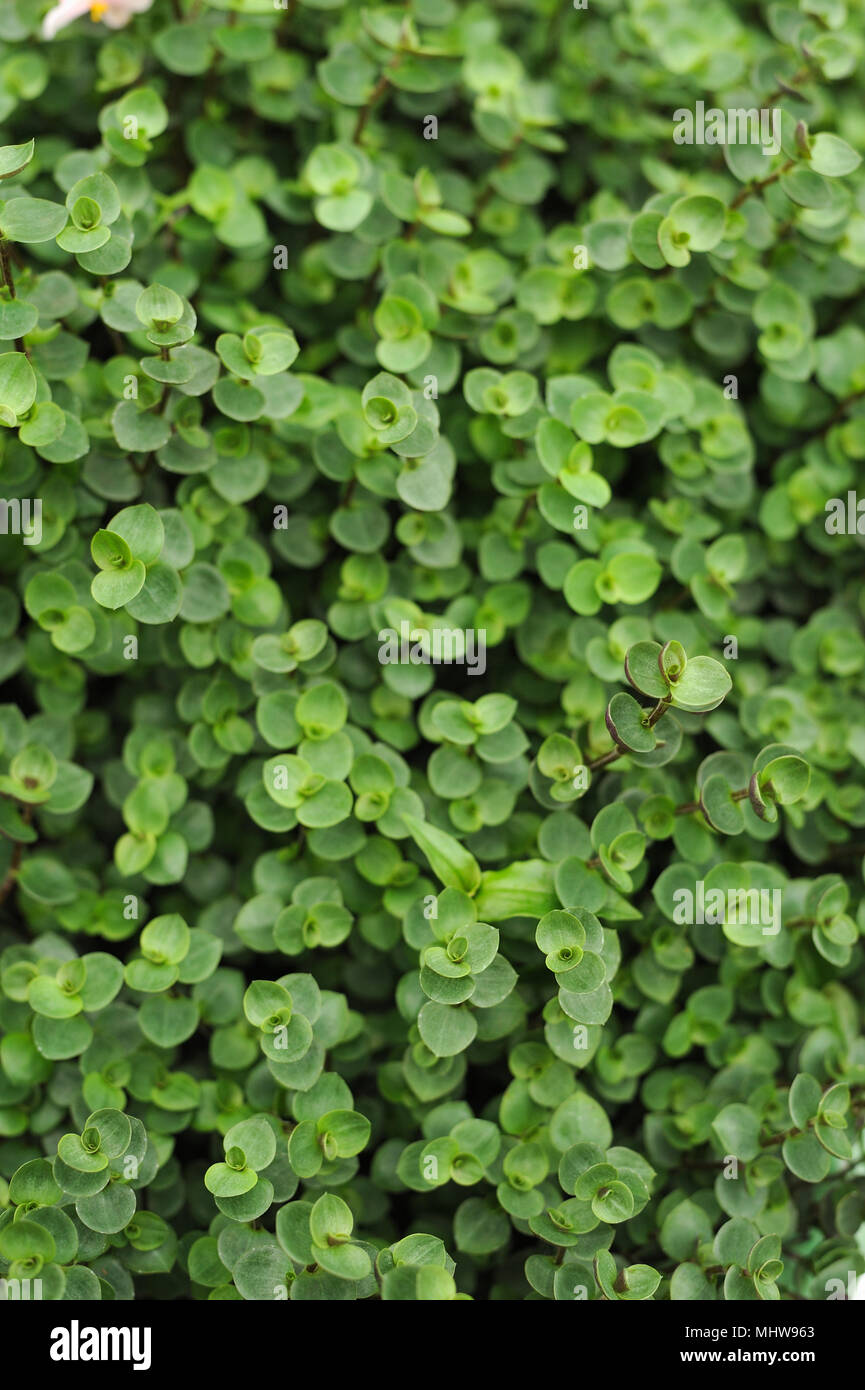 Plant covering the ground with small leaves close up Stock Photo - Alamy