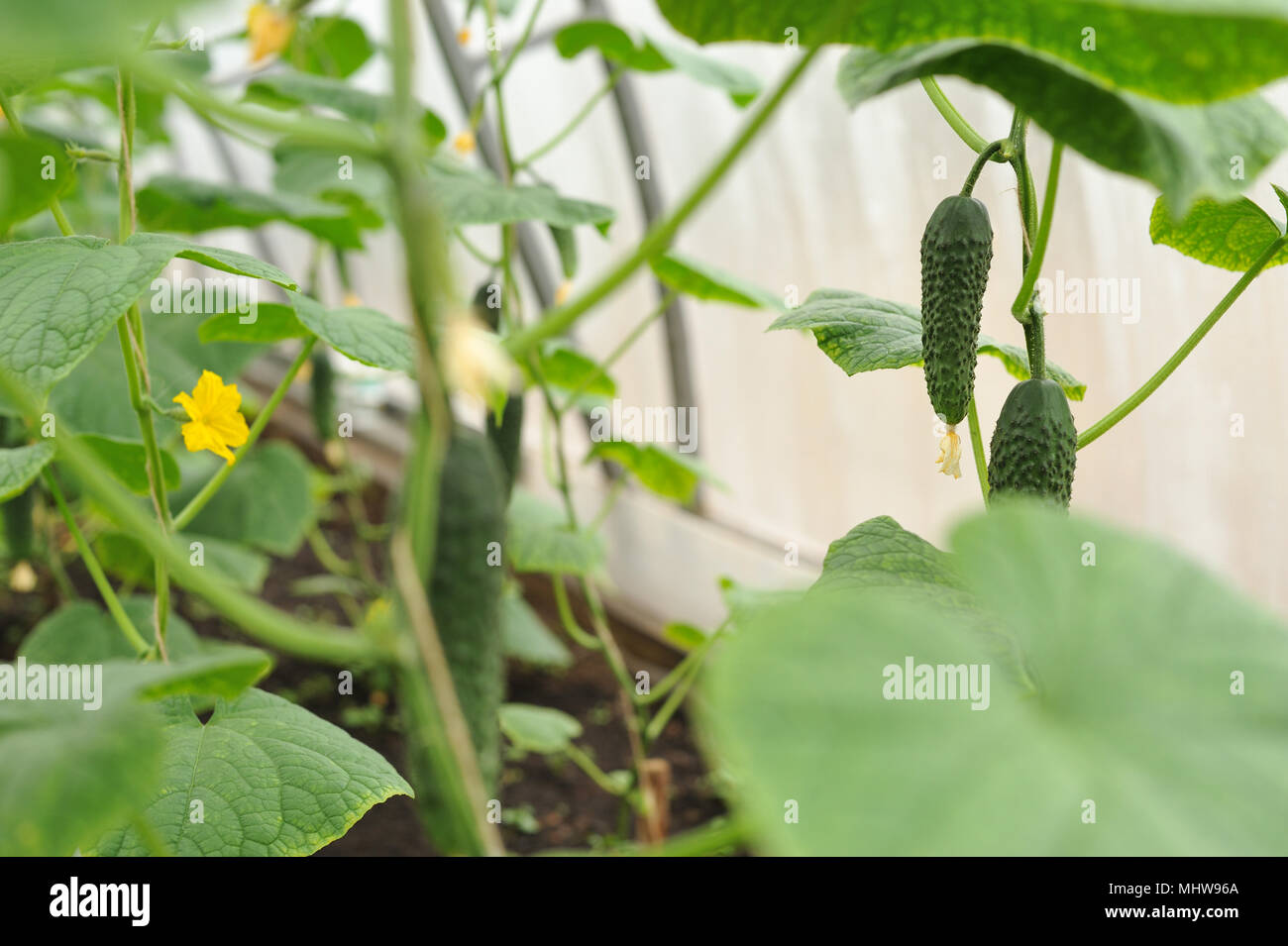 Cucumber harvest cucumber hi-res stock photography and images - Alamy