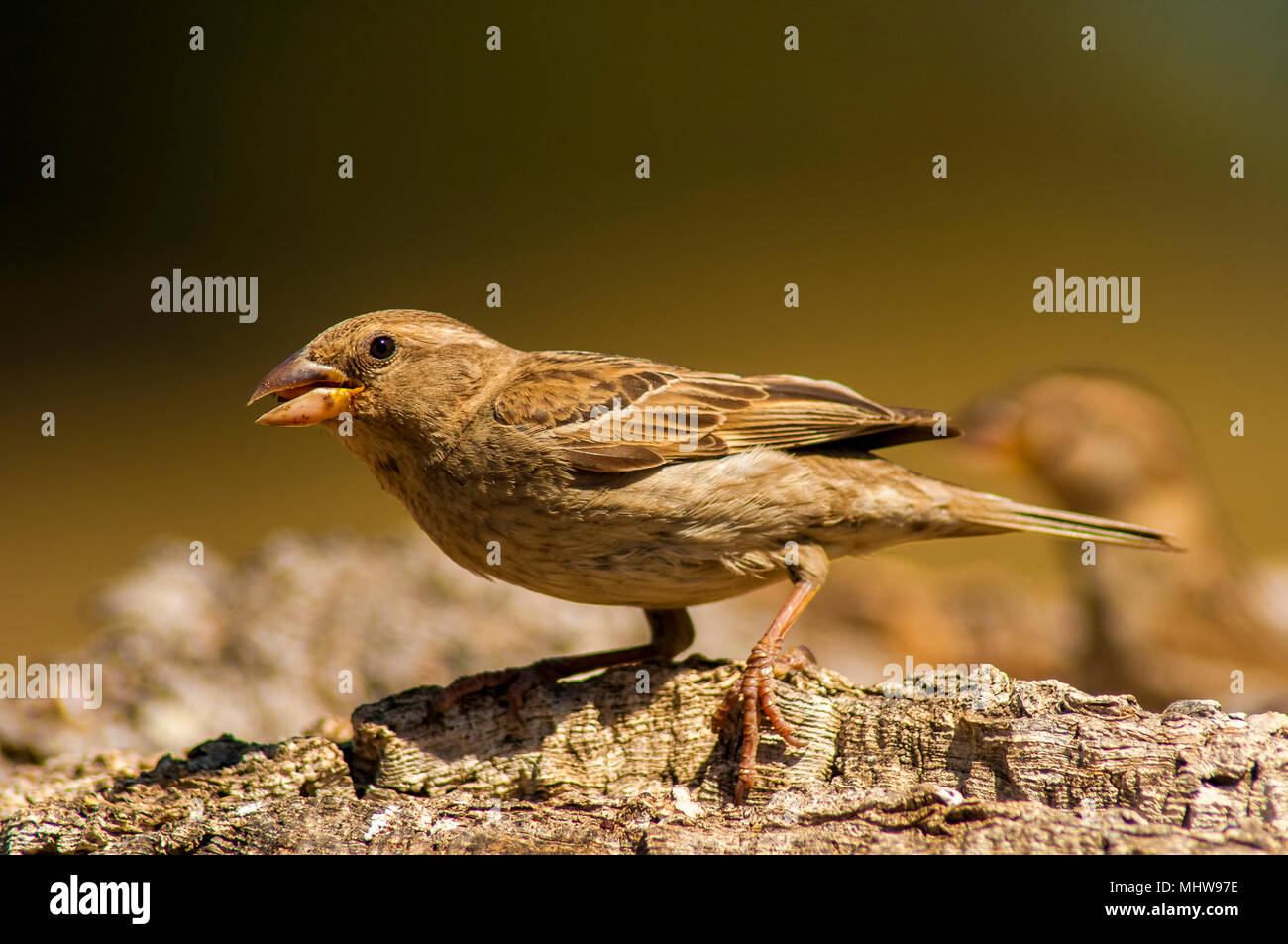 Spanish sparrow (passer hispaniolensis) standing Stock Photo - Alamy