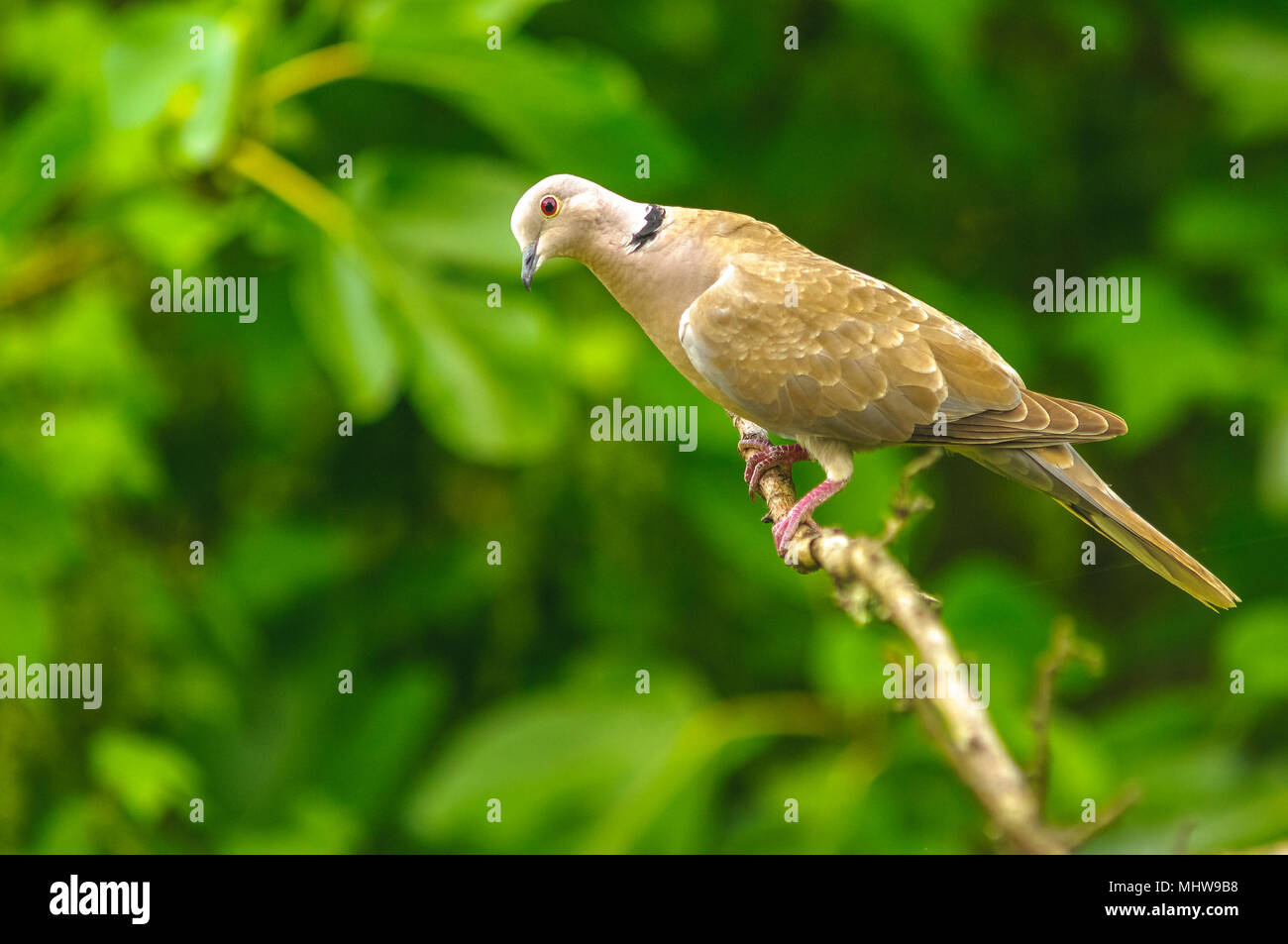 Eurasian collared dove in flight hi-res stock photography and images ...