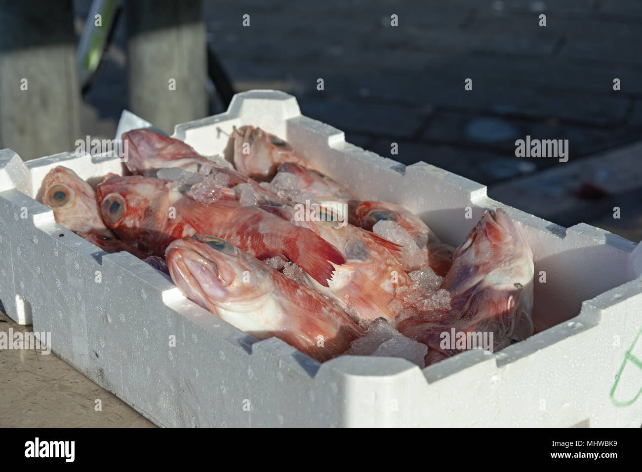 Scorpion fish italy hi-res stock photography and images - Alamy