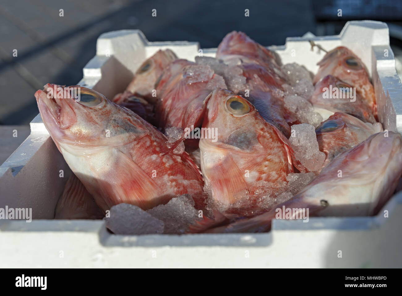 red sea scorpion fish box 3 Stock Photo - Alamy