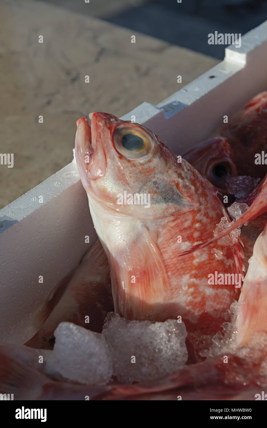 red sea scorpion fish box 4 Stock Photo - Alamy