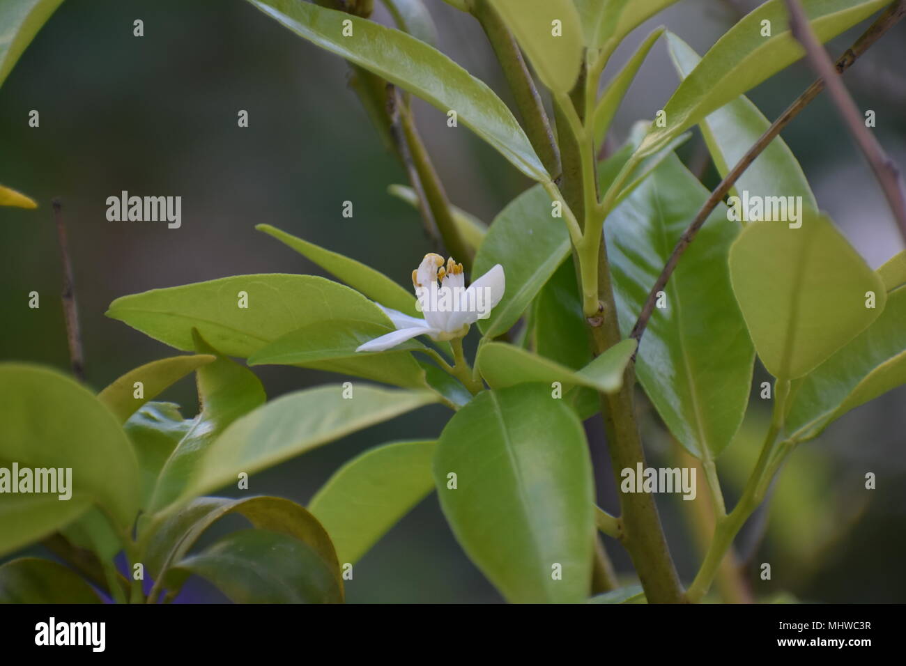 Mandarin orange flower hi-res stock photography and images - Alamy