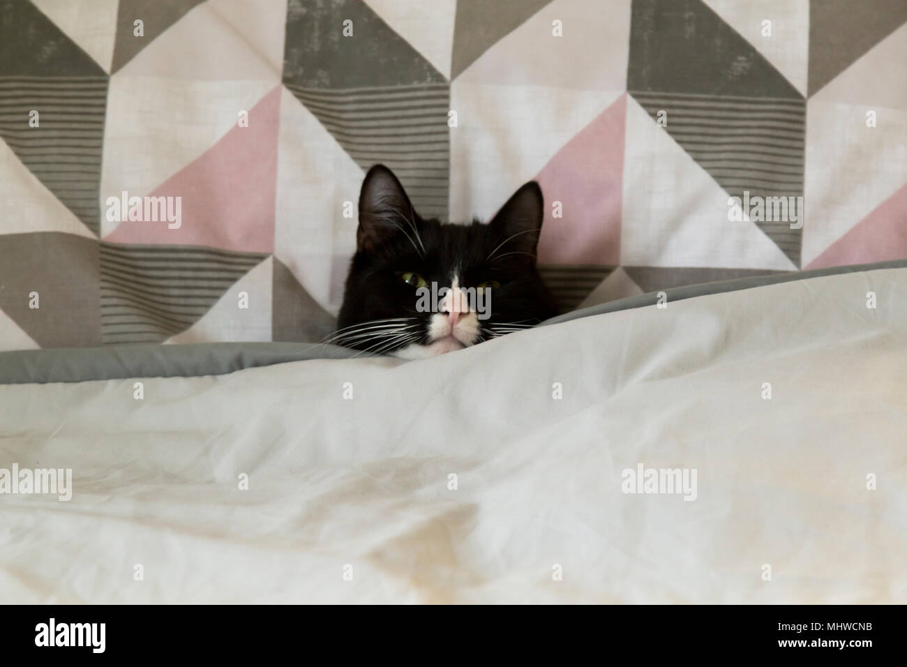 Cat tucked underneath a duvet Stock Photo - Alamy