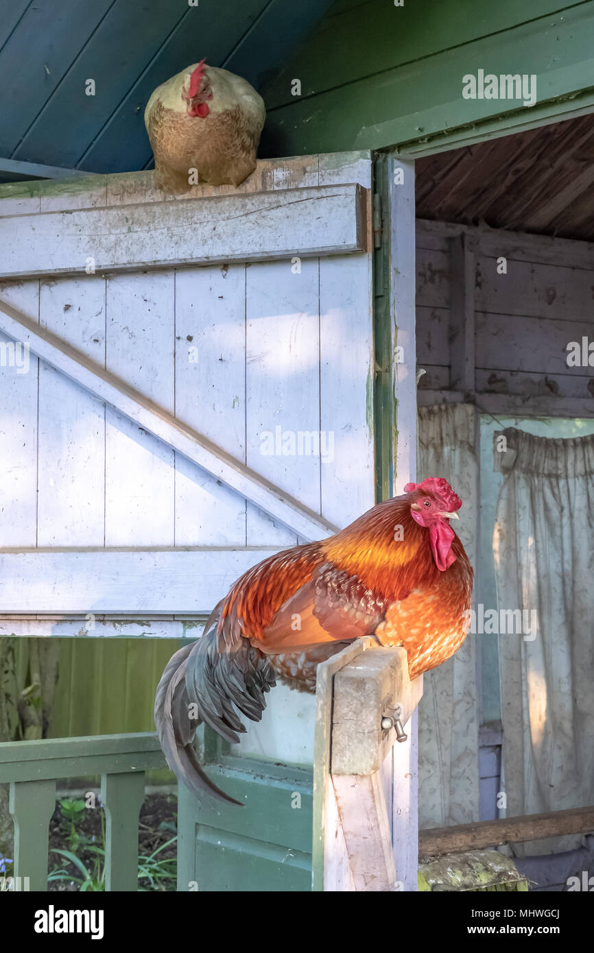 Roosting chickens hi-res stock photography and images - Alamy