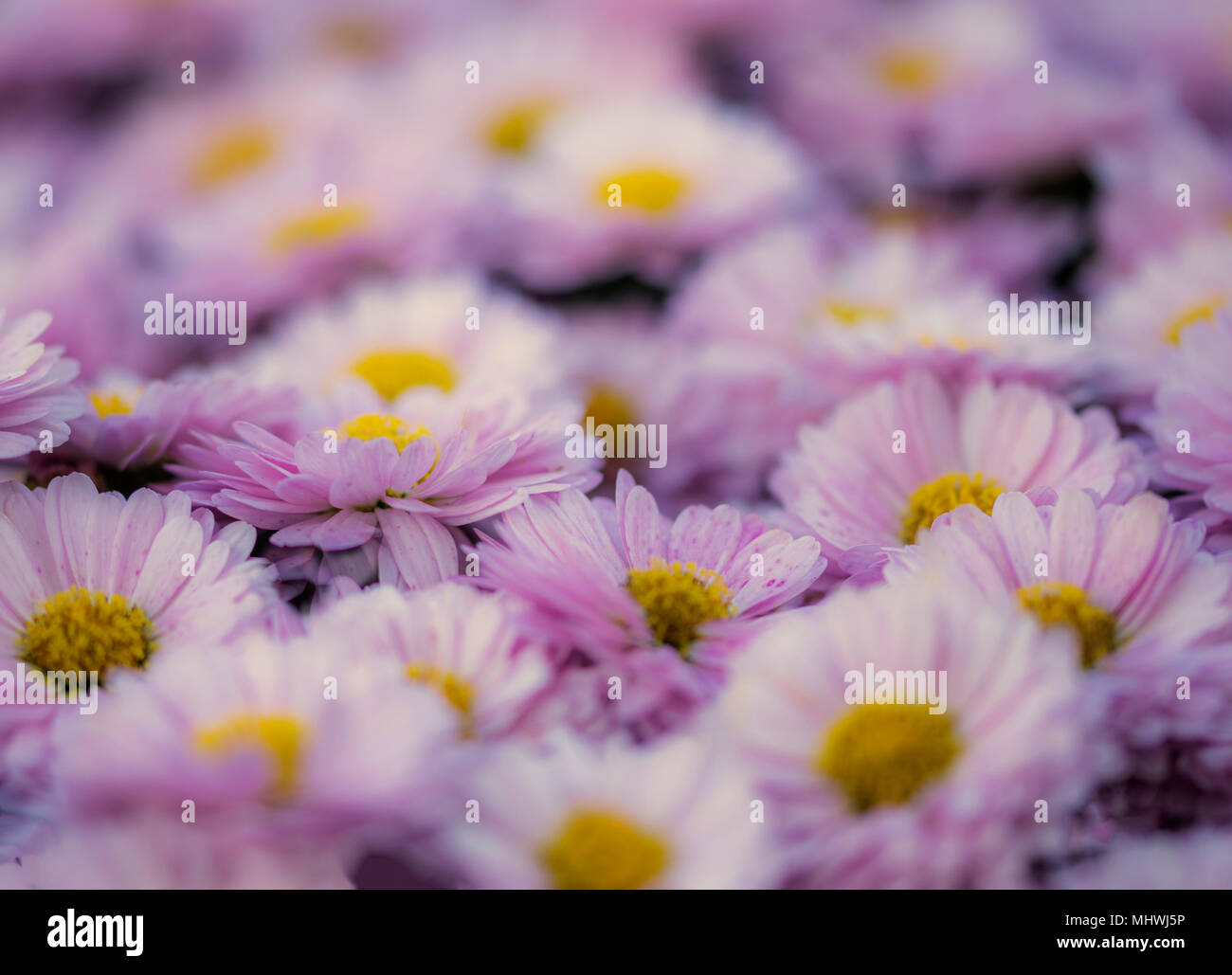 Jenna chamberlain Stock Photos & Images from Alamy