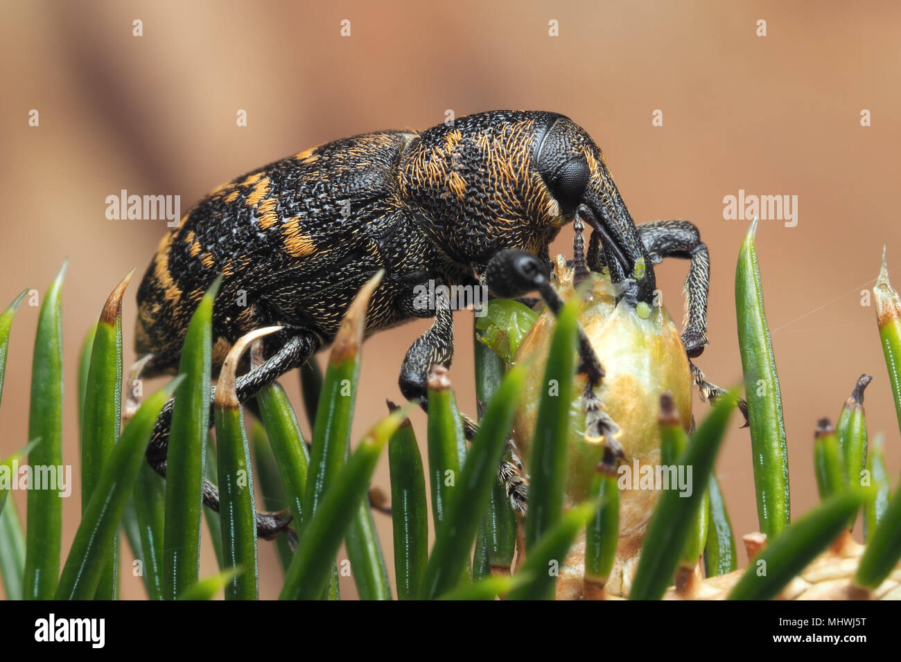 Weevil beetle hi-res stock photography and images - Alamy