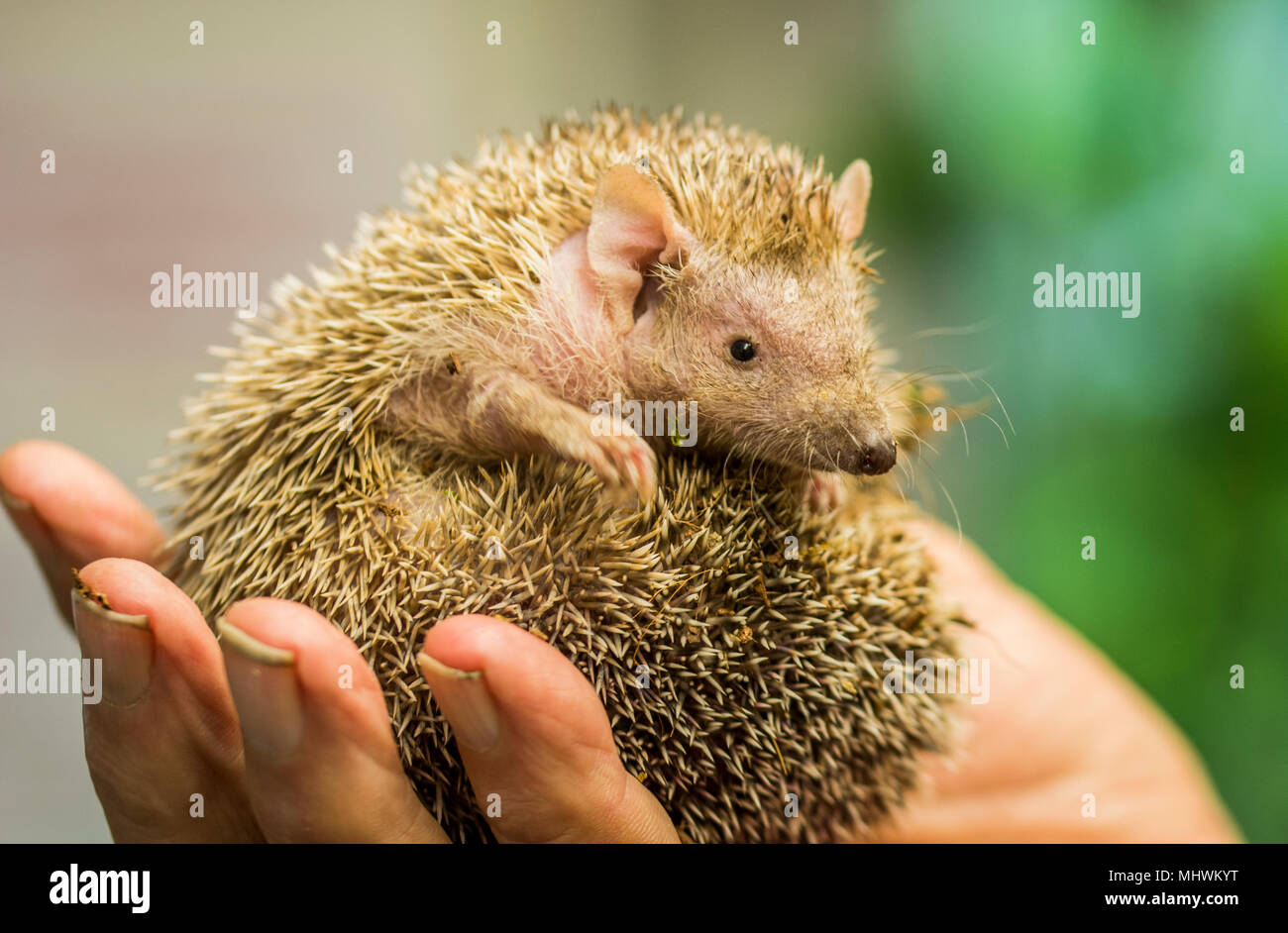 Tenrec Stock Photos & Tenrec Stock Images - Alamy