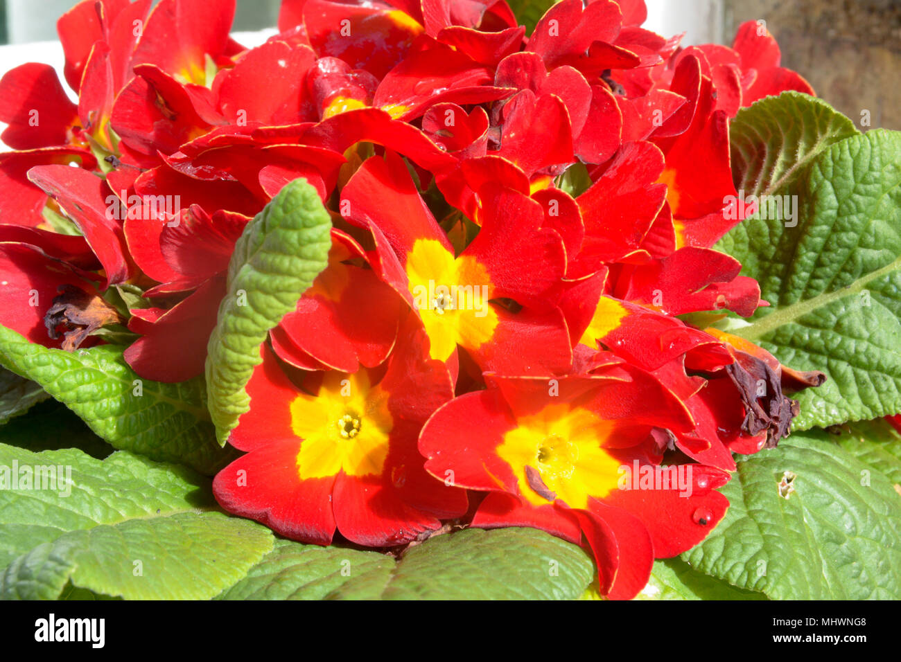 Primula belarina or primrose flowers hi-res stock photography and ...