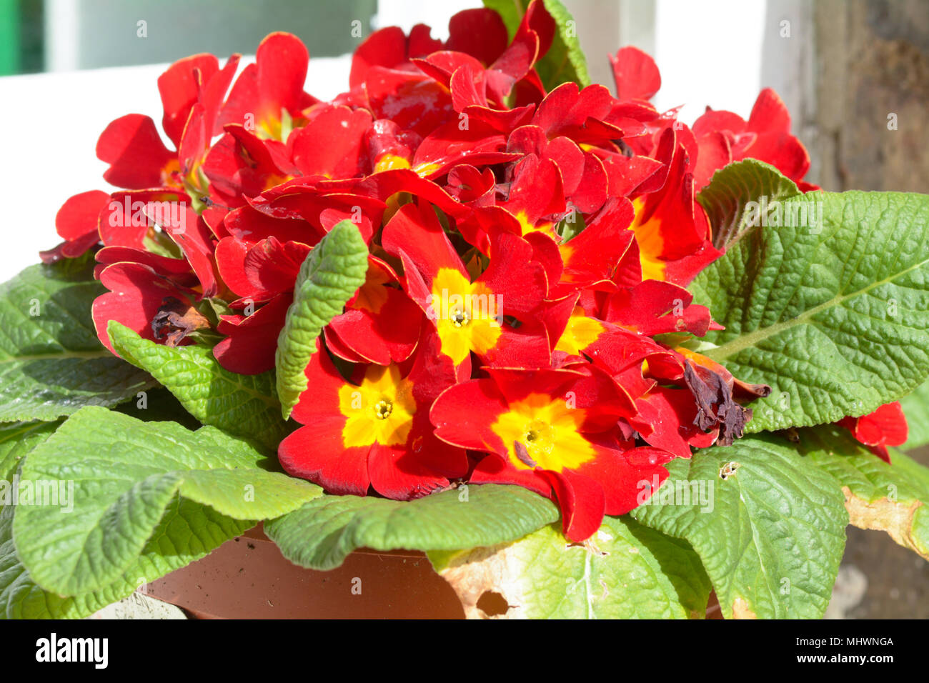 Primula belarina or primrose flowers hi-res stock photography and ...