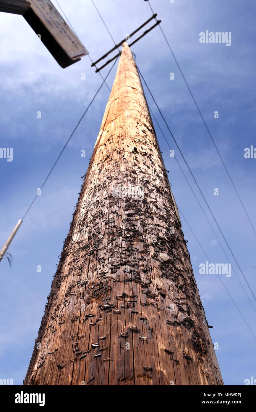 hundreds of rusty stapled on a pole in and around Venice Beach Los ...