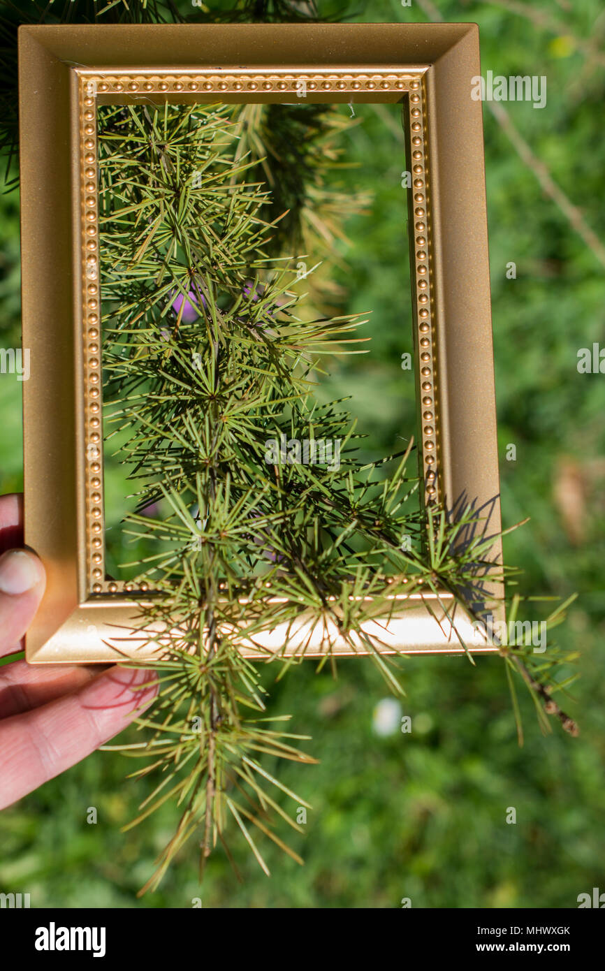 Tree leaves seen through a small wooden frame Stock Photo - Alamy