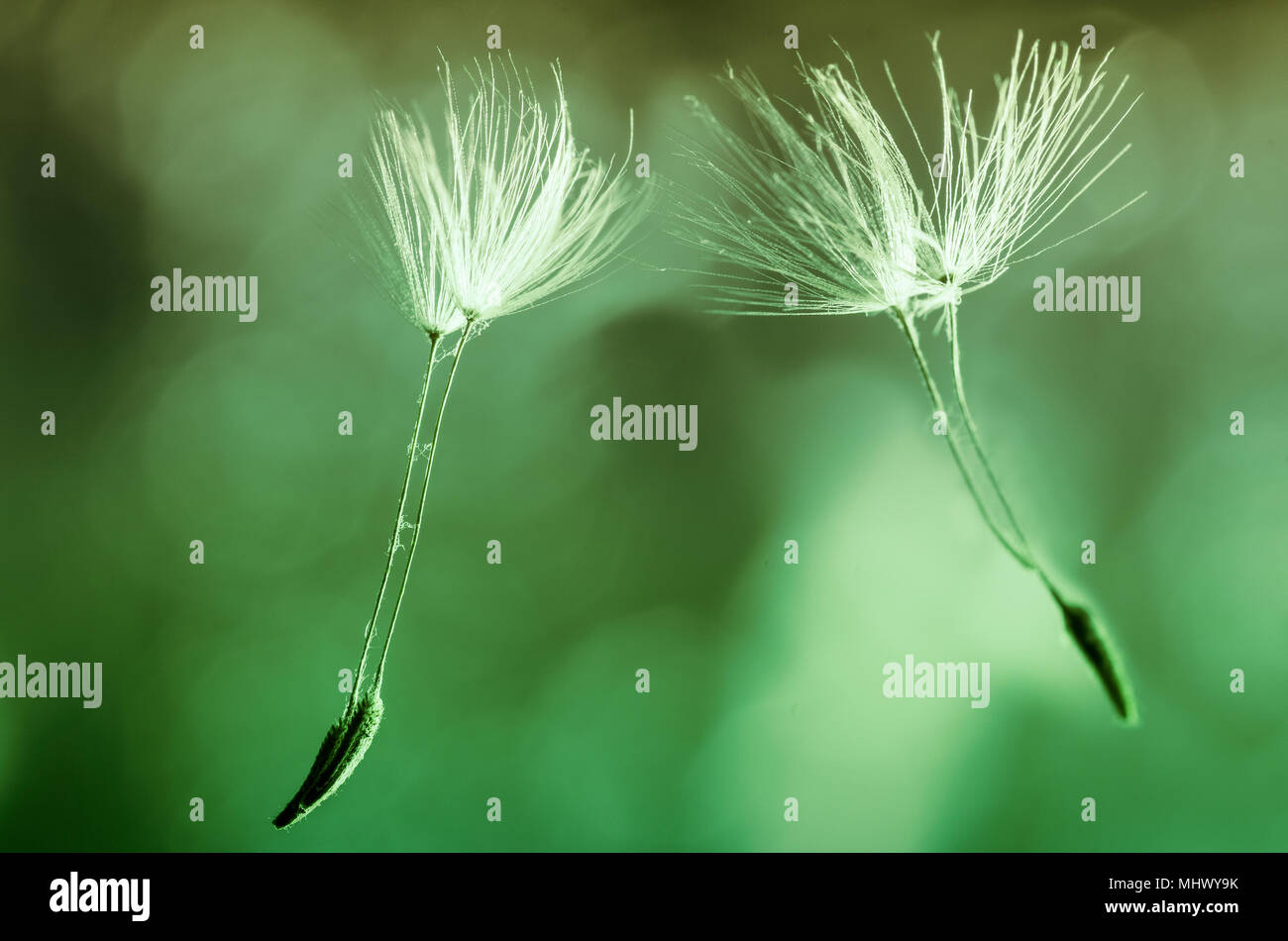 Naturefloral hi-res stock photography and images - Alamy