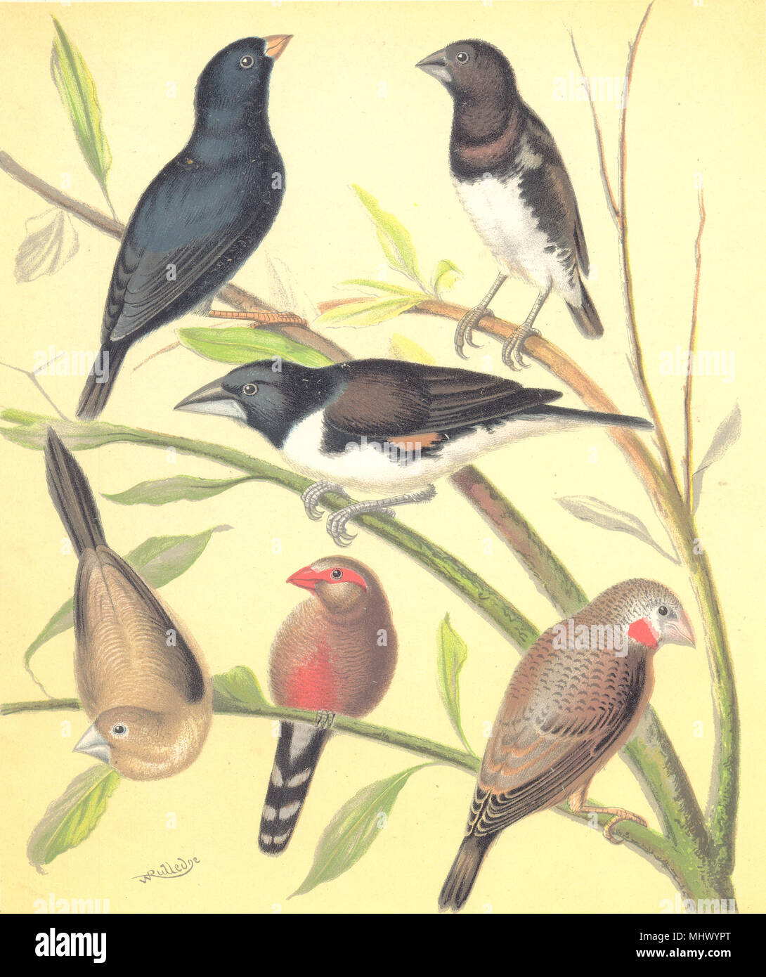 British finches hi-res stock photography and images - Alamy