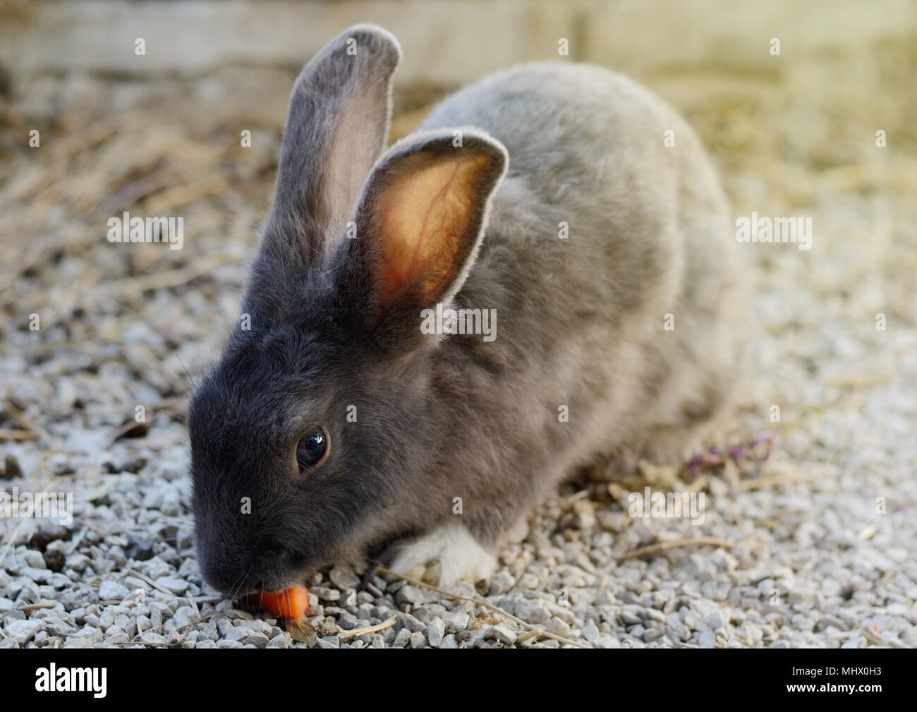 Cute little grey rabbit in a paddock Stock Photo - Alamy